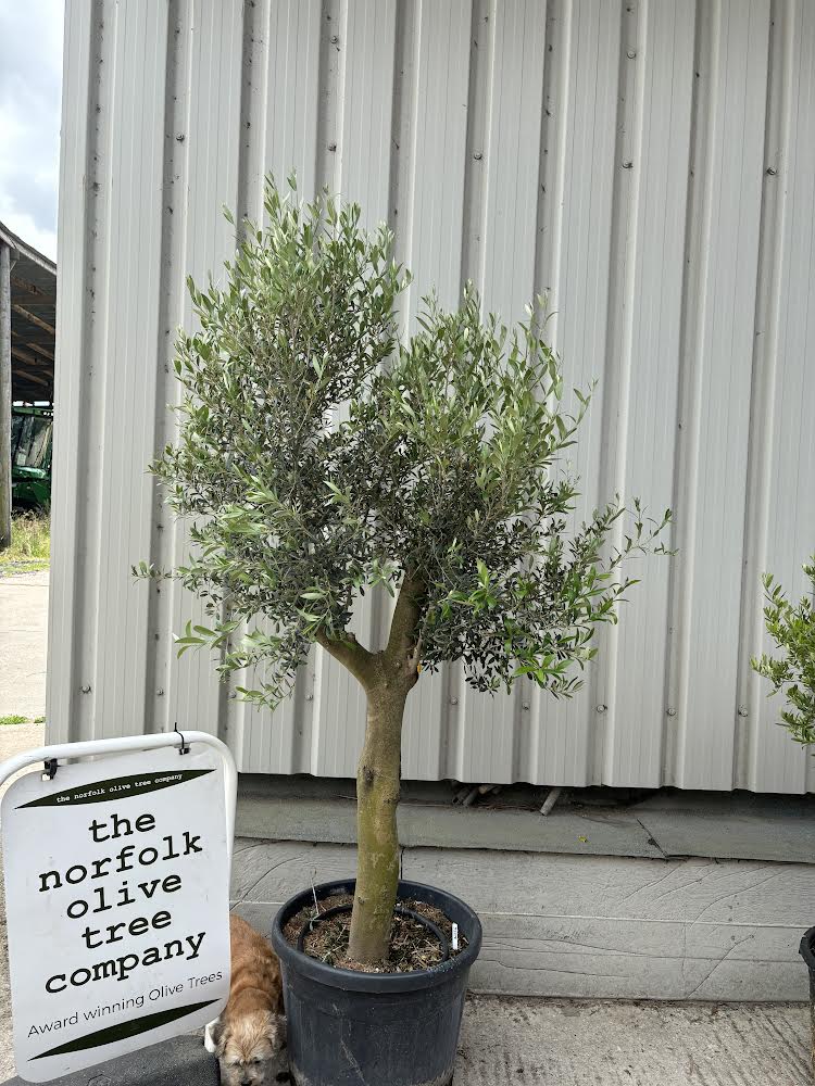 Branched Olive Tree - The Norfolk Olive Tree Company