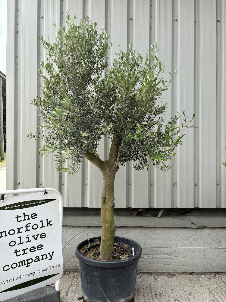 Branched Olive Tree - The Norfolk Olive Tree Company