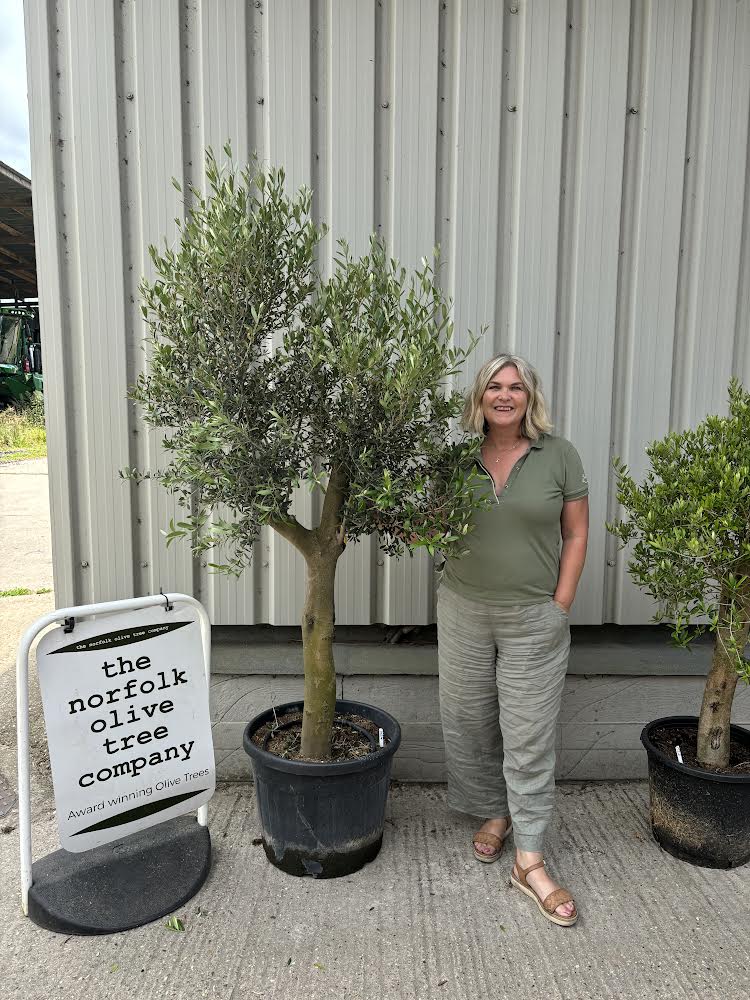 Branched Olive Tree - The Norfolk Olive Tree Company