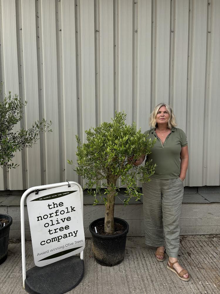 London Olive tree - The Norfolk Olive Tree Company