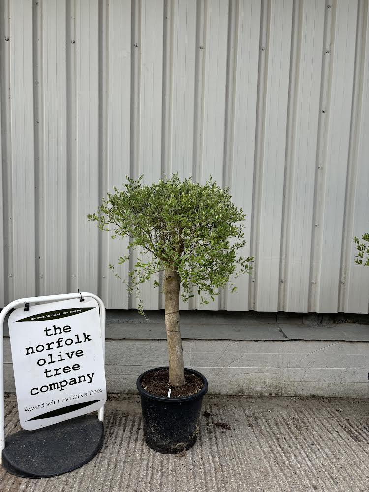 London Olive tree - The Norfolk Olive Tree Company