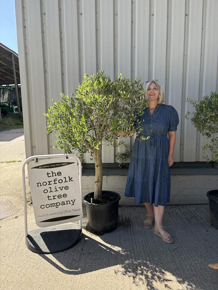 Courtyard Olive tree