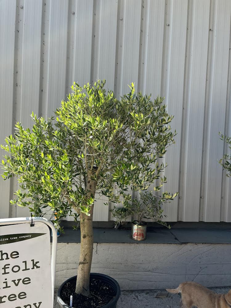 Courtyard Olive tree