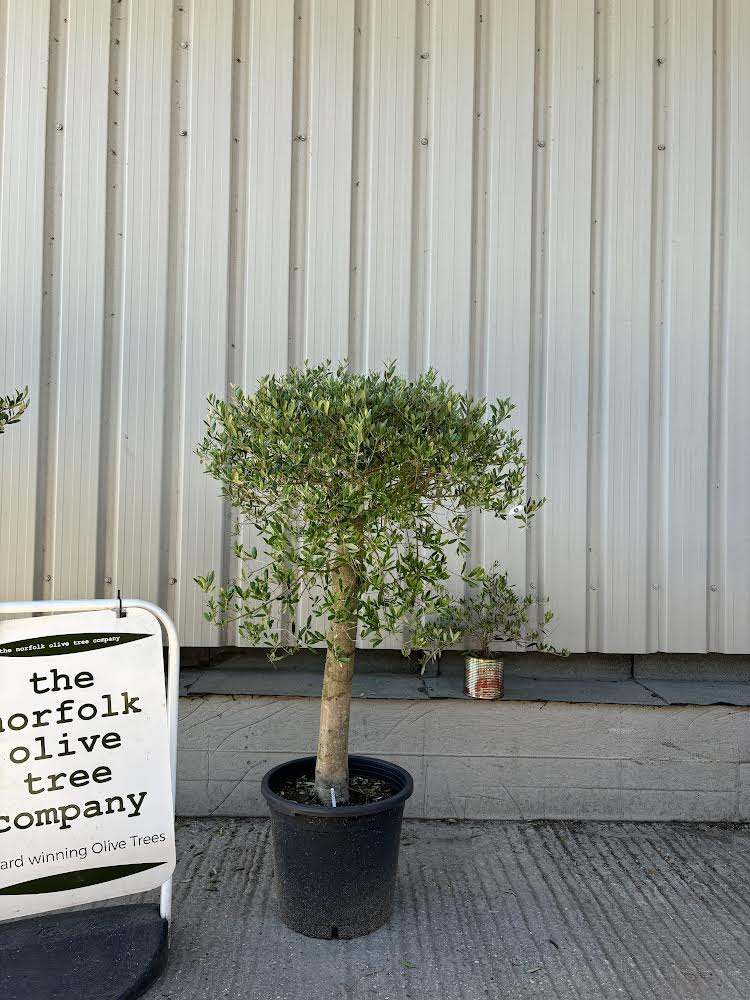 Courtyard Olive tree