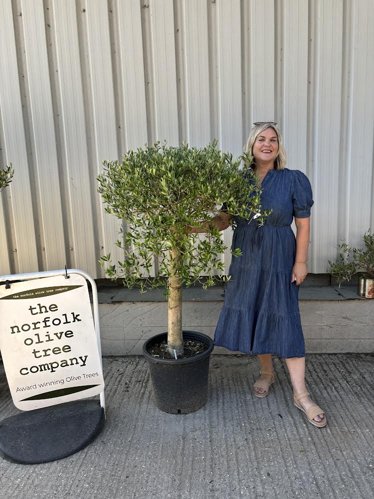 Courtyard Olive tree