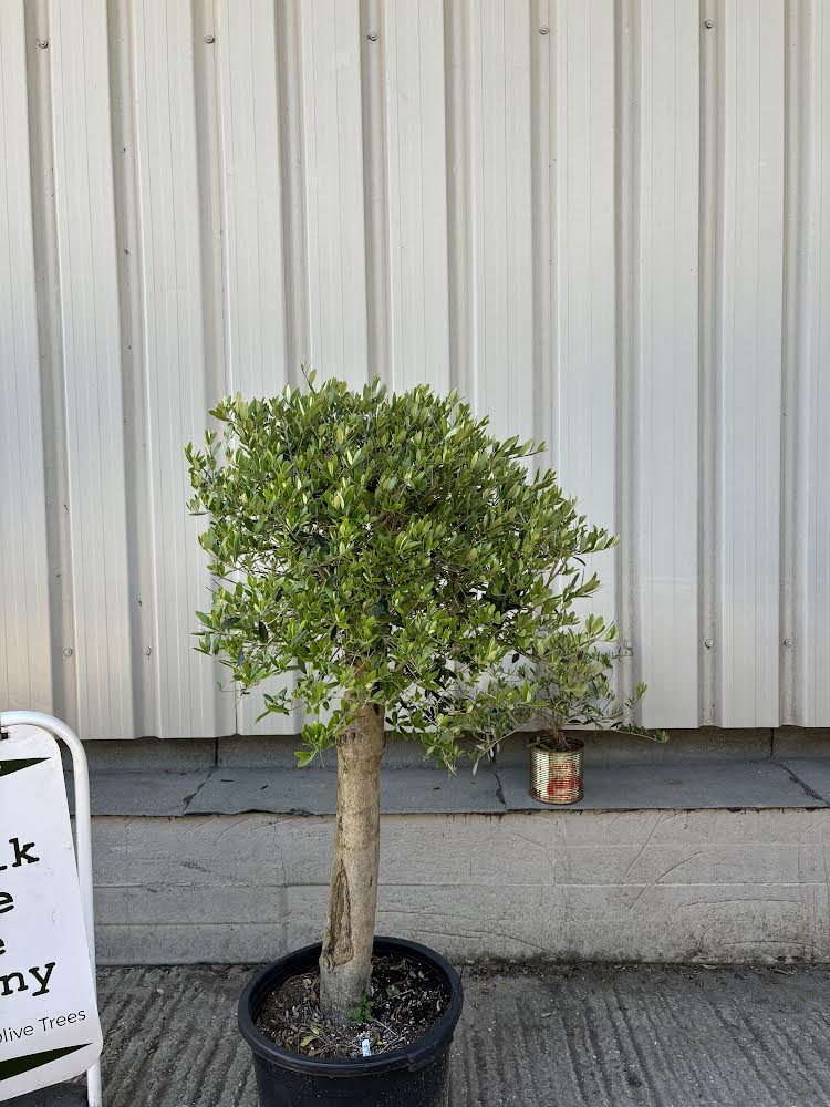 Courtyard Olive tree