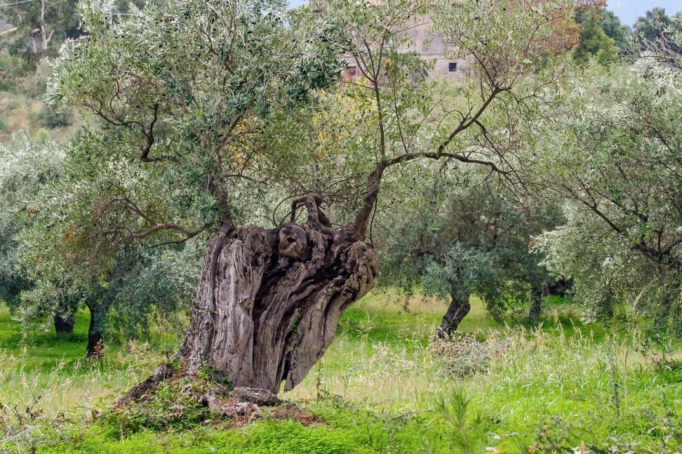 A Year in the Life of an Olive Tree | The Norfolk Olive Tree Company ...
