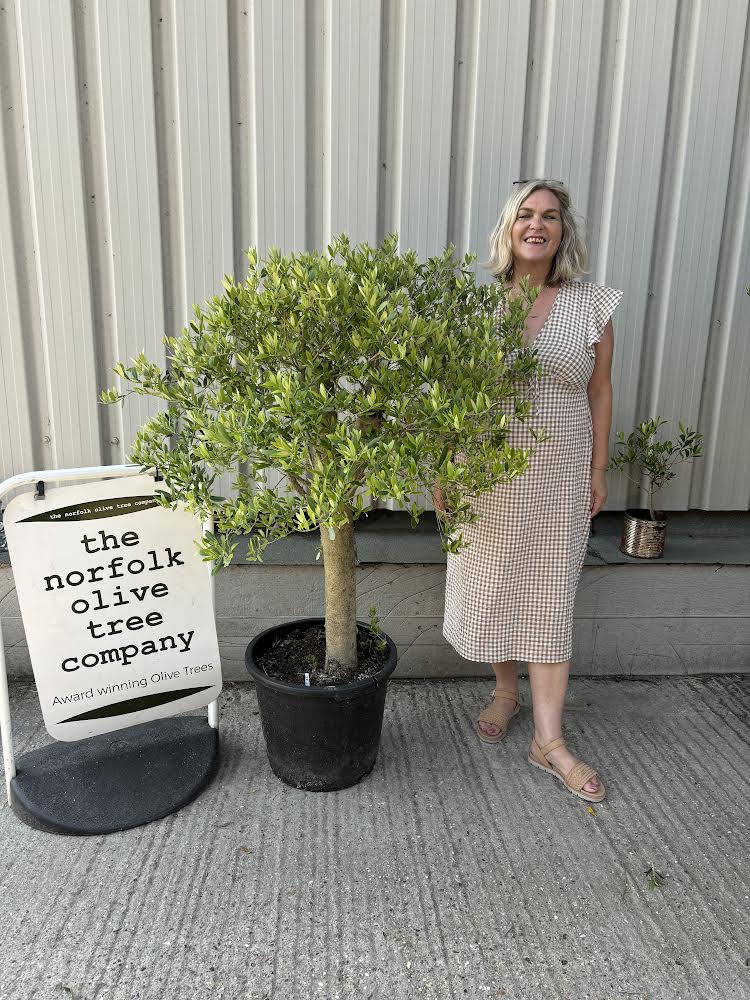 Courtyard Olive tree