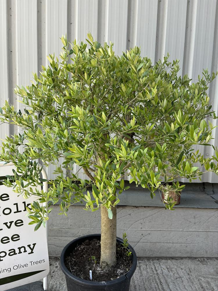 Courtyard Olive tree