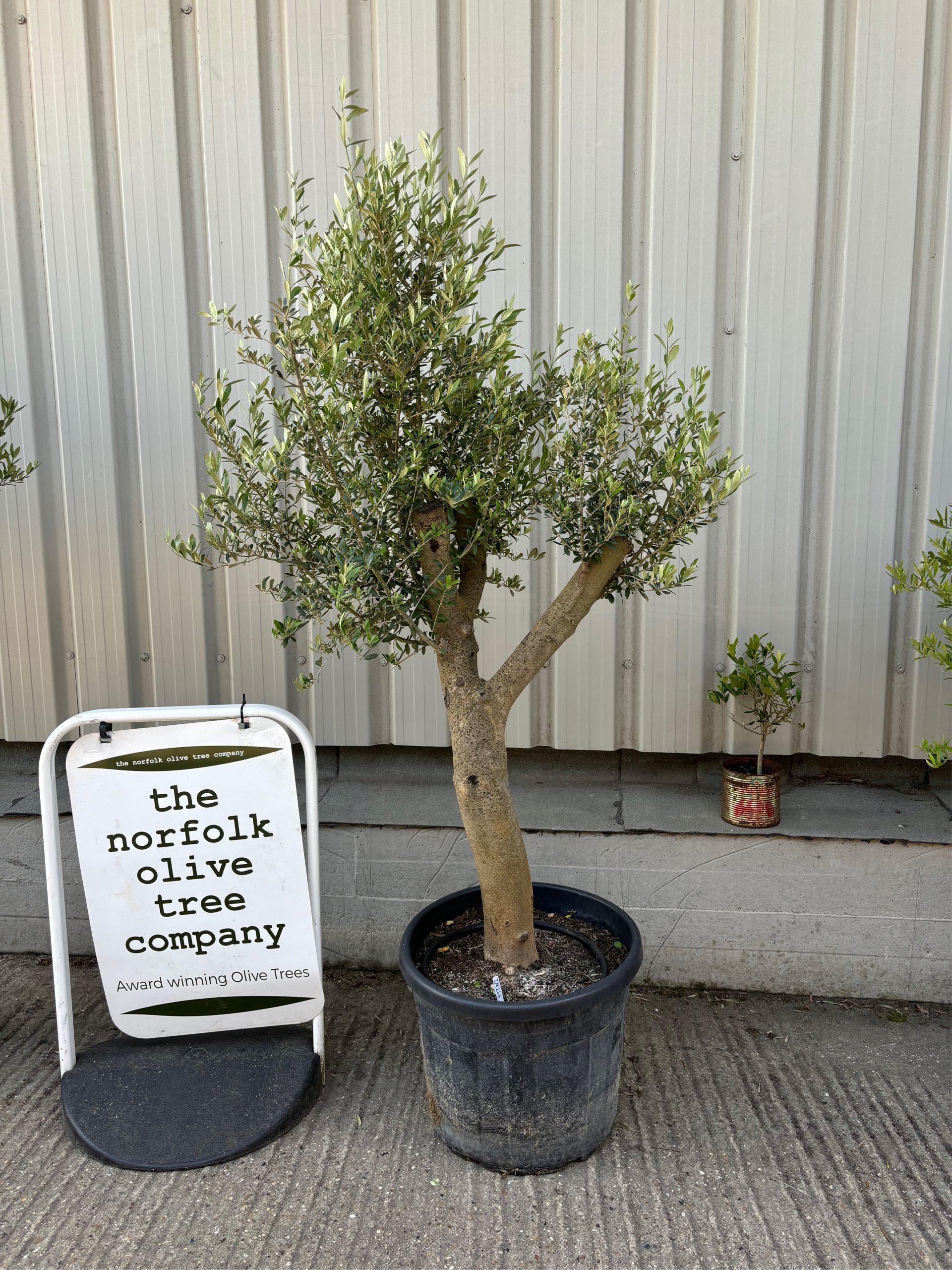 Vase shaped Olive tree - The Norfolk Olive Tree Company