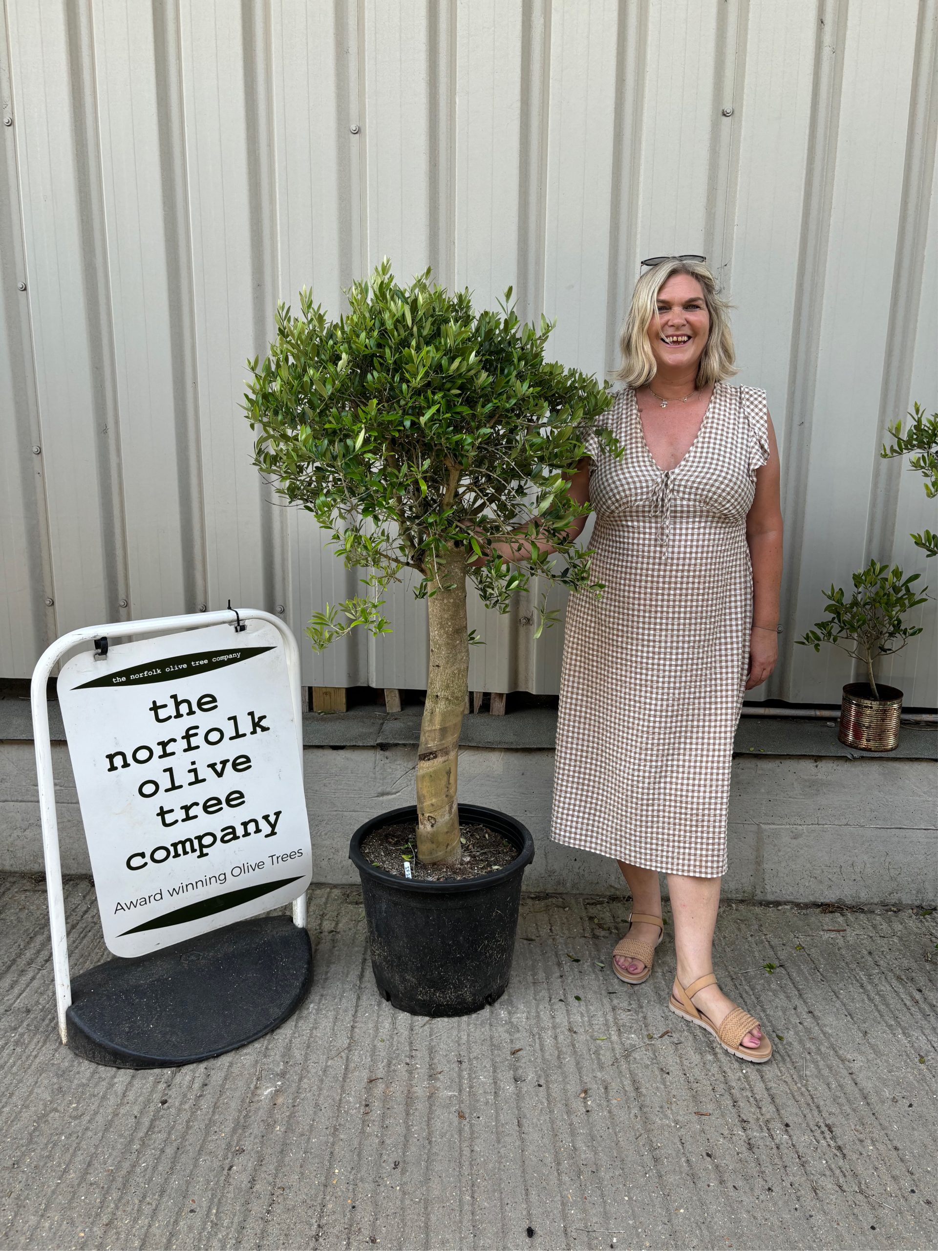 London Olive tree - The Norfolk Olive Tree Company
