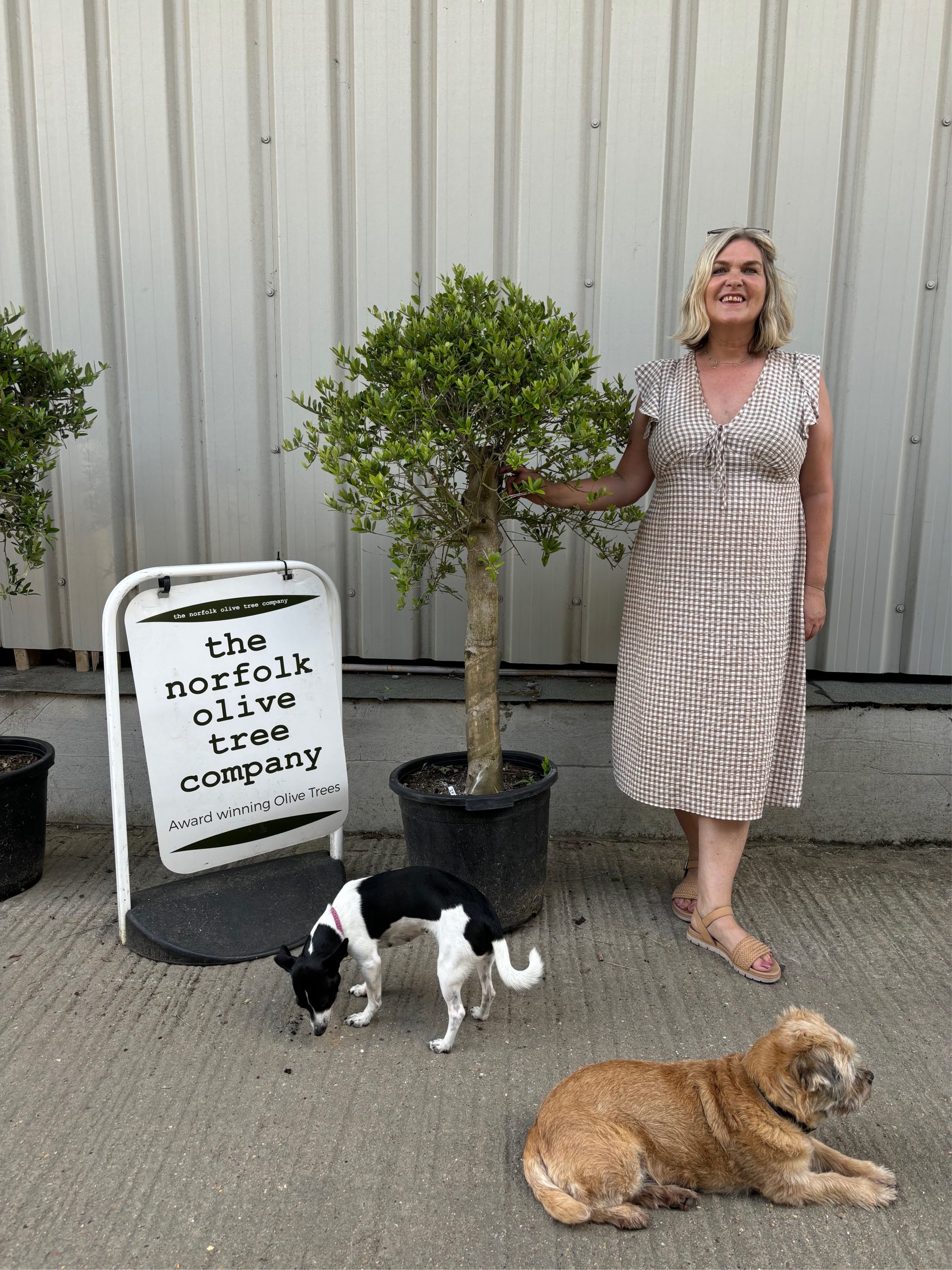 London Olive tree - The Norfolk Olive Tree Company