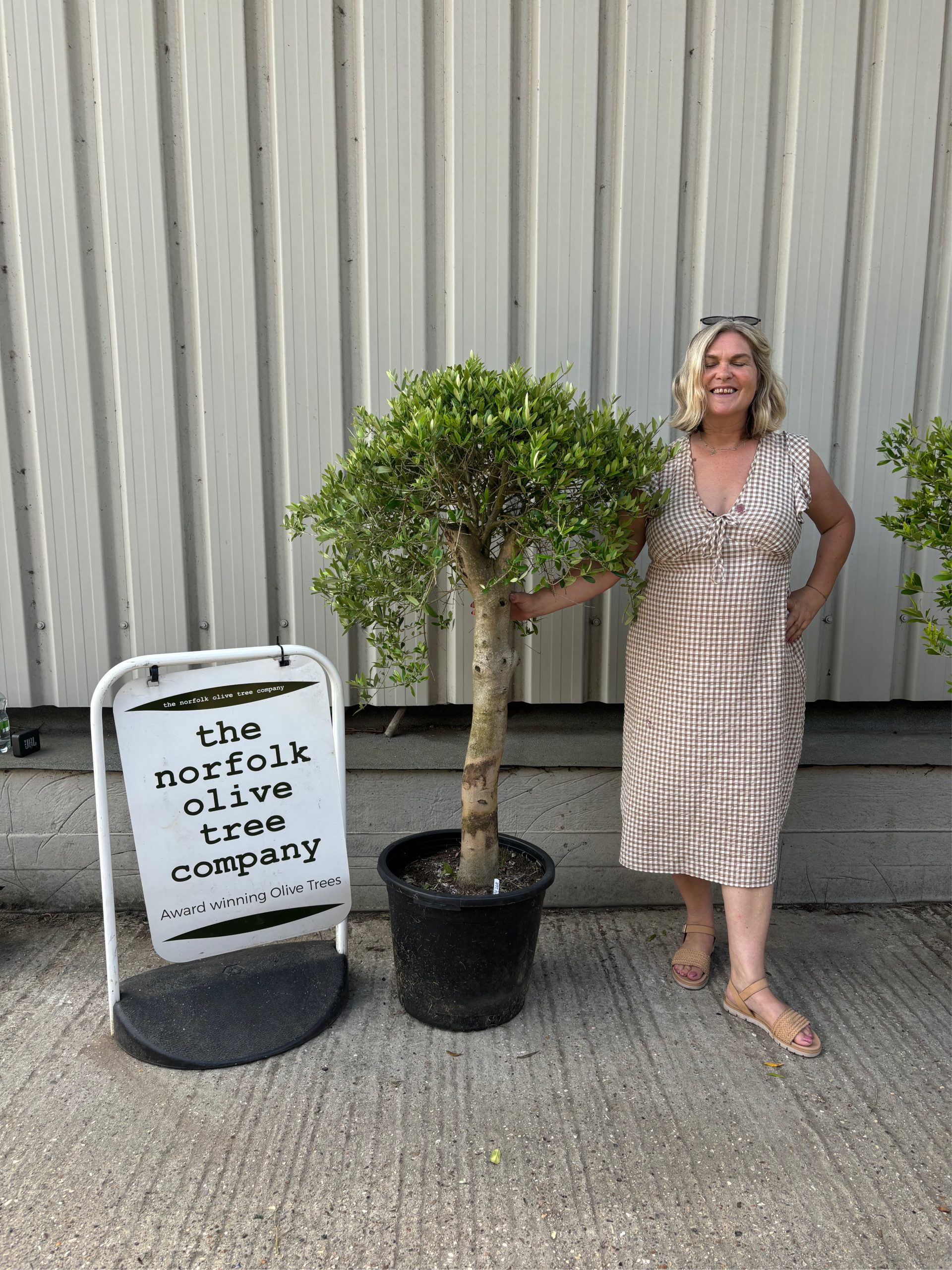 Patio Olive tree - free delivery - The Norfolk Olive Tree Company