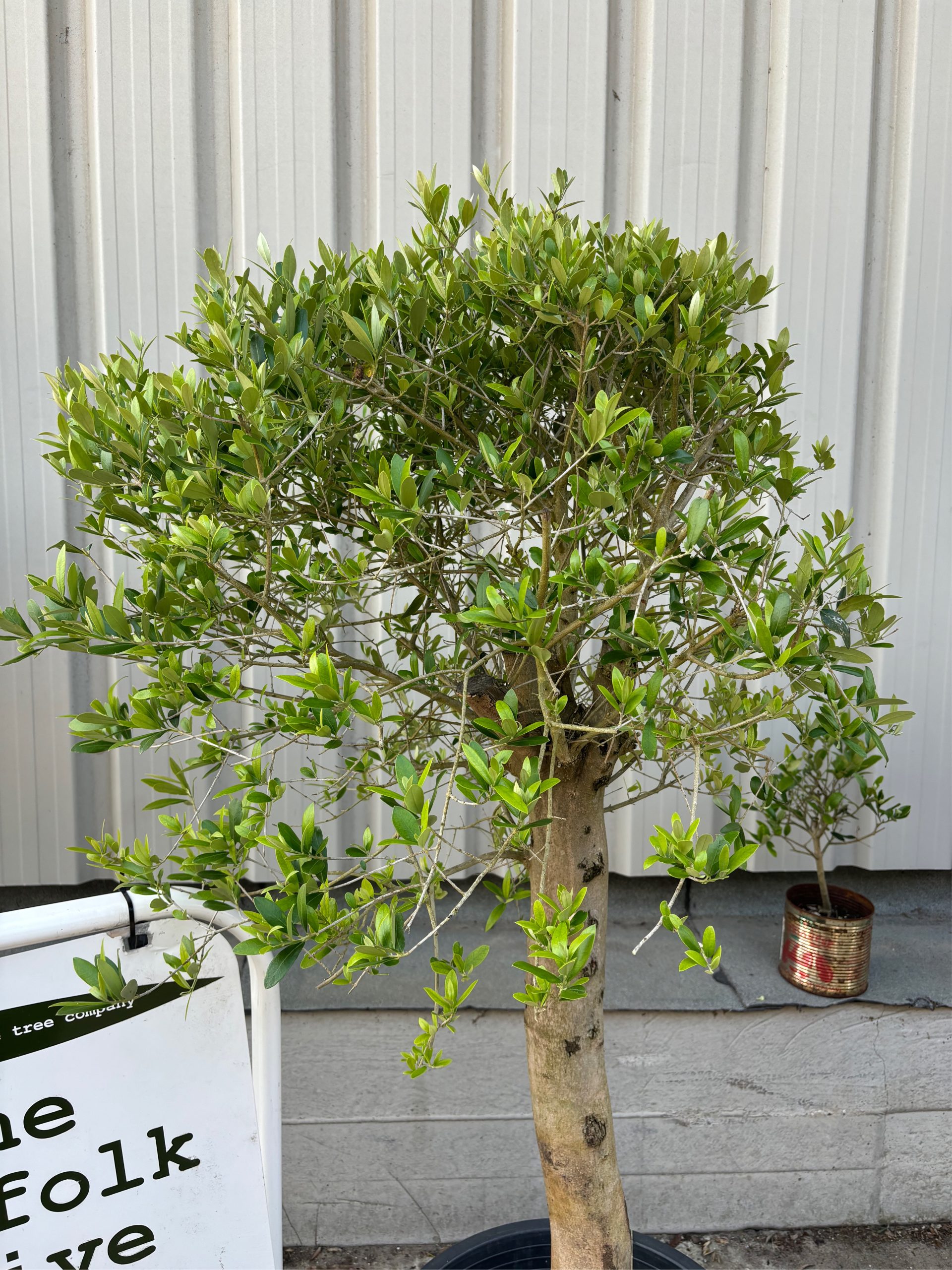 Patio Olive tree - free delivery - The Norfolk Olive Tree Company