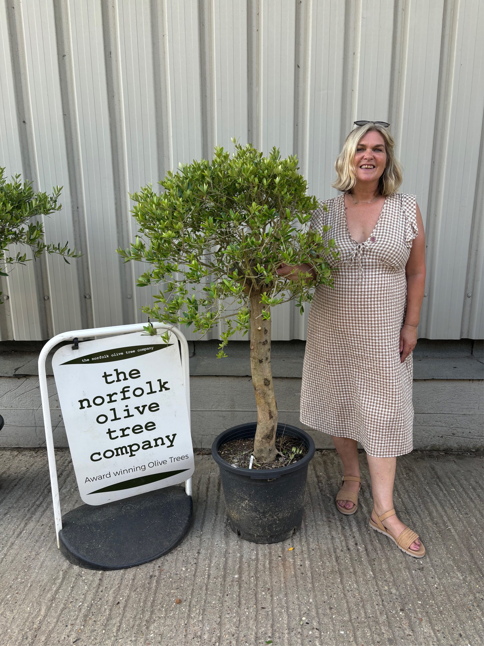 Patio Olive tree - free delivery - The Norfolk Olive Tree Company