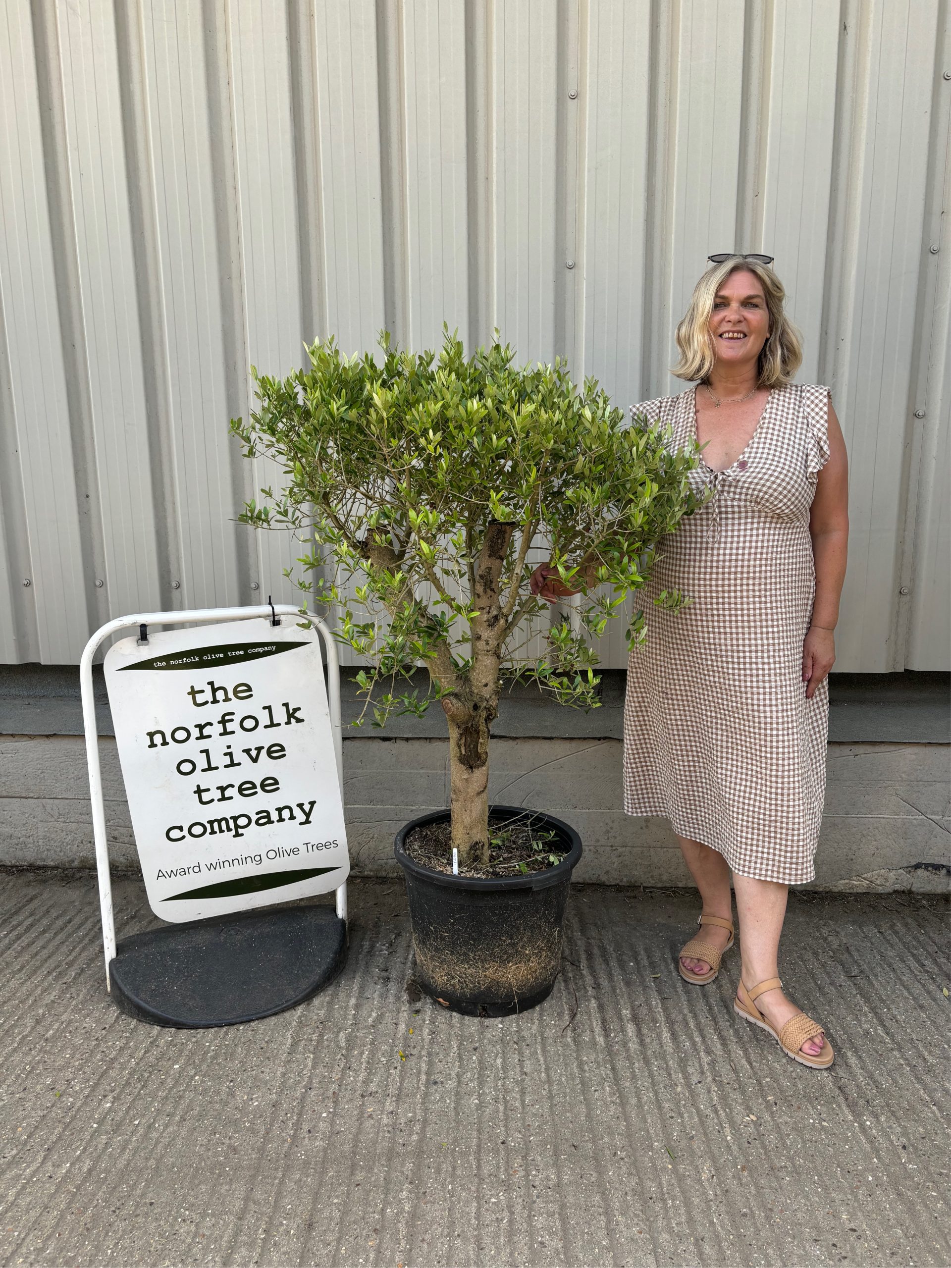 Patio Olive tree - free delivery - The Norfolk Olive Tree Company