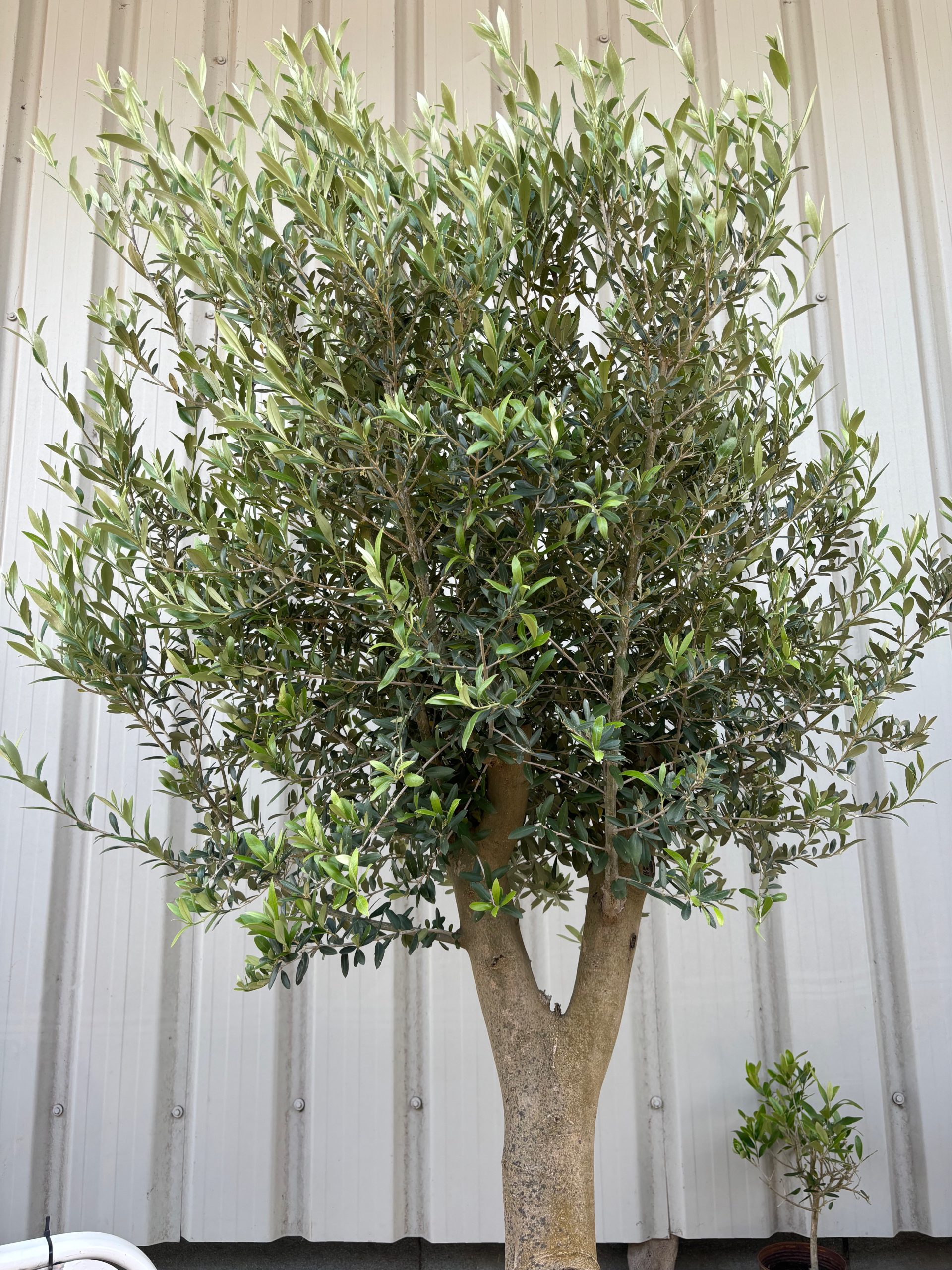 Branched Olive Tree - The Norfolk Olive Tree Company