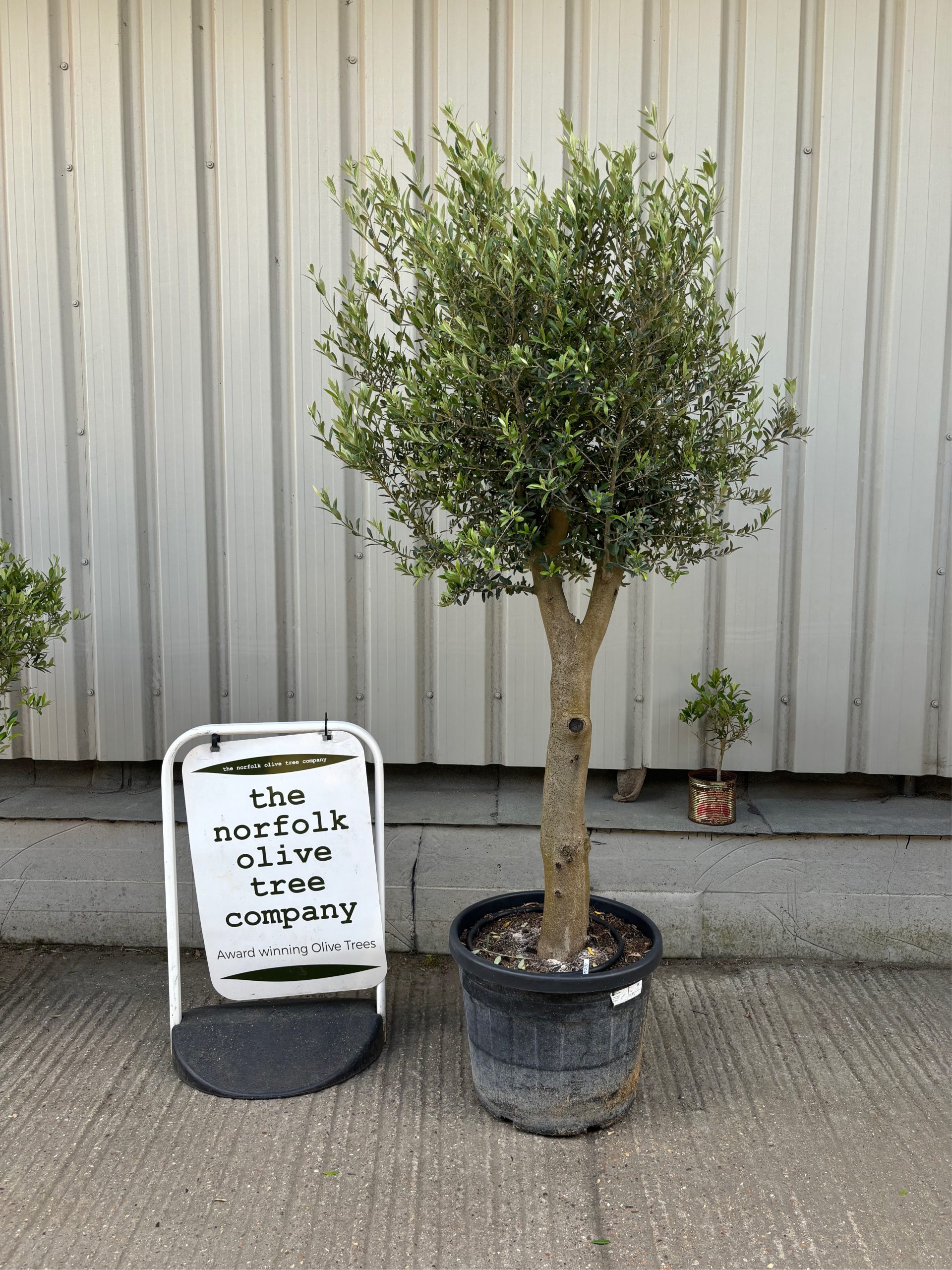 Branched Olive Tree - The Norfolk Olive Tree Company