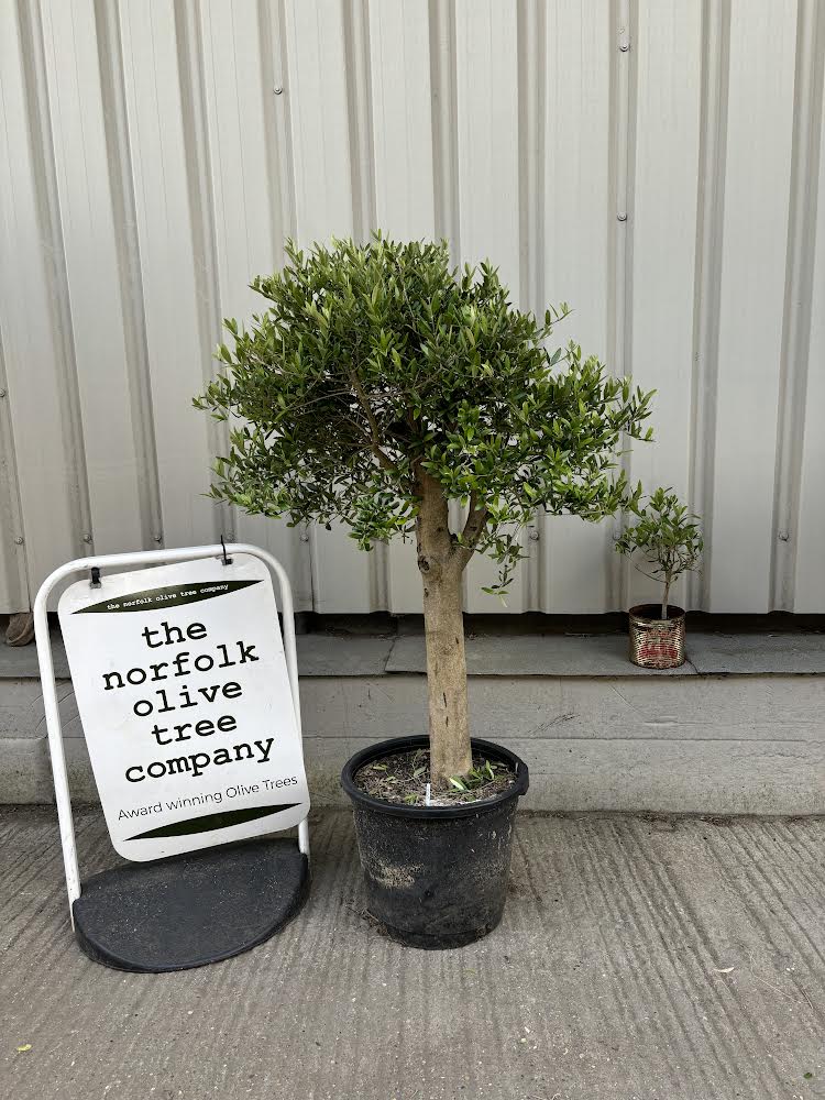 Patio Olive tree - free delivery - The Norfolk Olive Tree Company