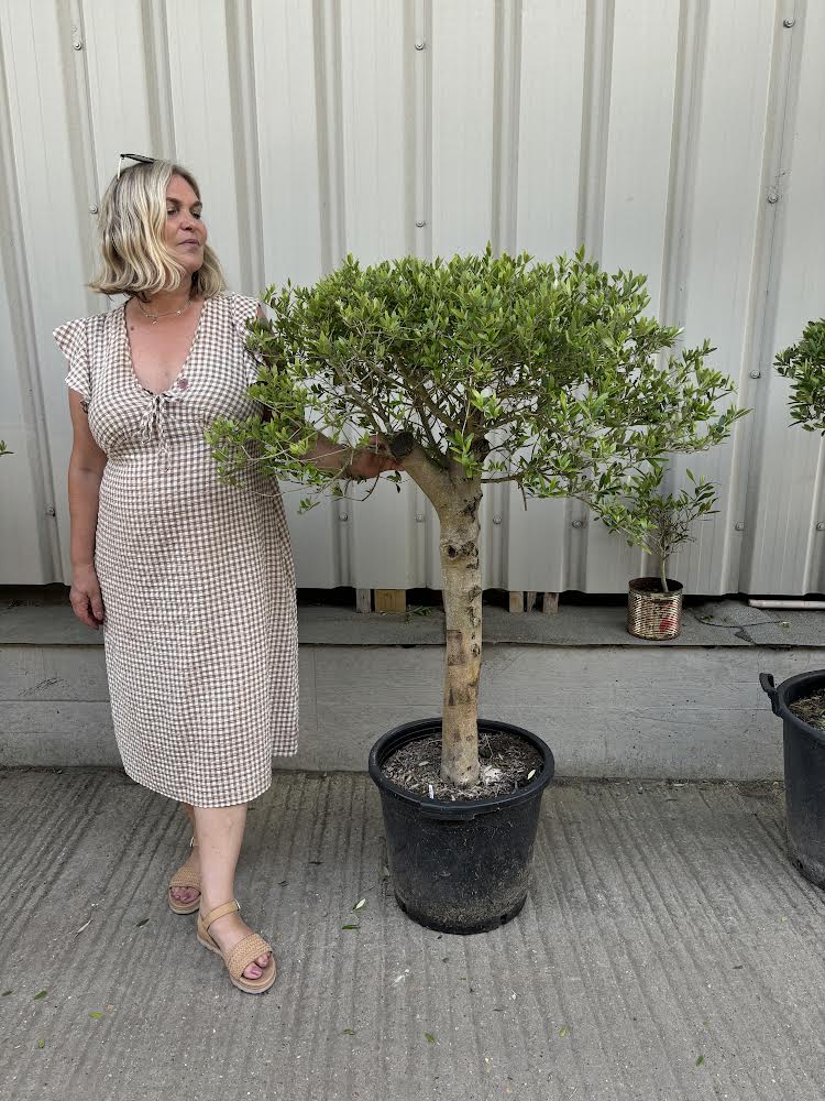 Patio Olive tree - free delivery - The Norfolk Olive Tree Company