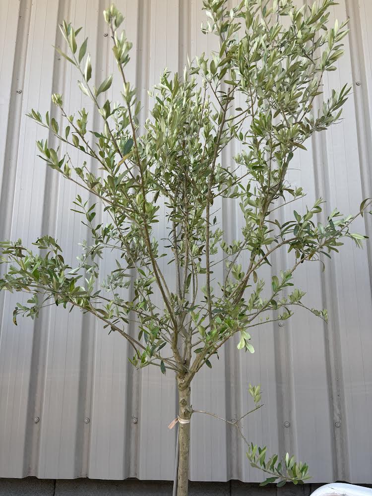 Open crown Olive Tree - free delivery - The Norfolk Olive Tree Company