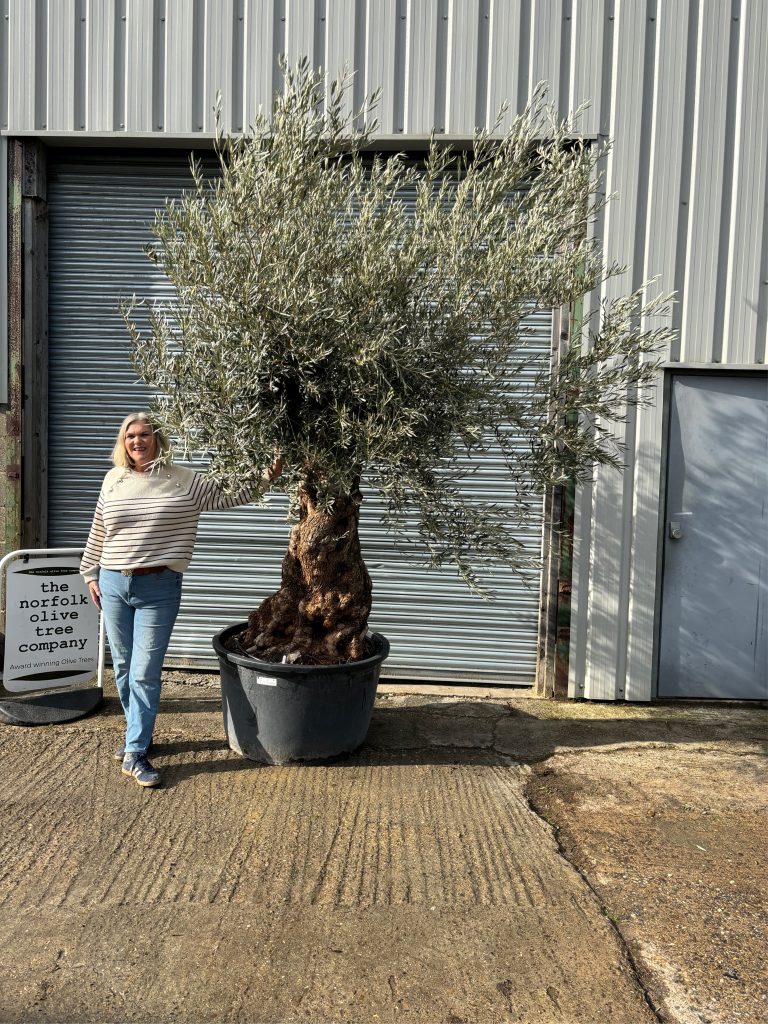 Ancient Olive tree with gnarly trunk - The Norfolk Olive Tree Company