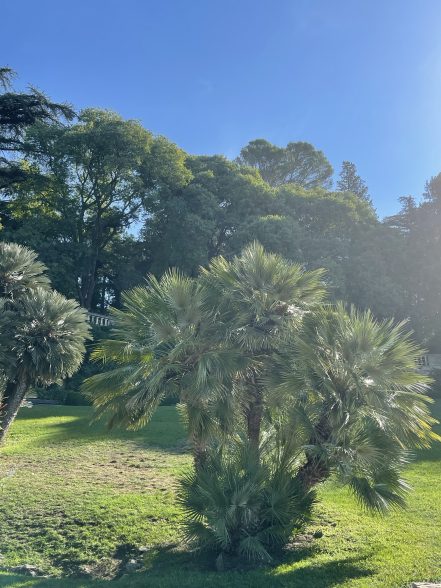 Hardy Palms for UK Gardens: What You Can Grow & How to Care - The ...