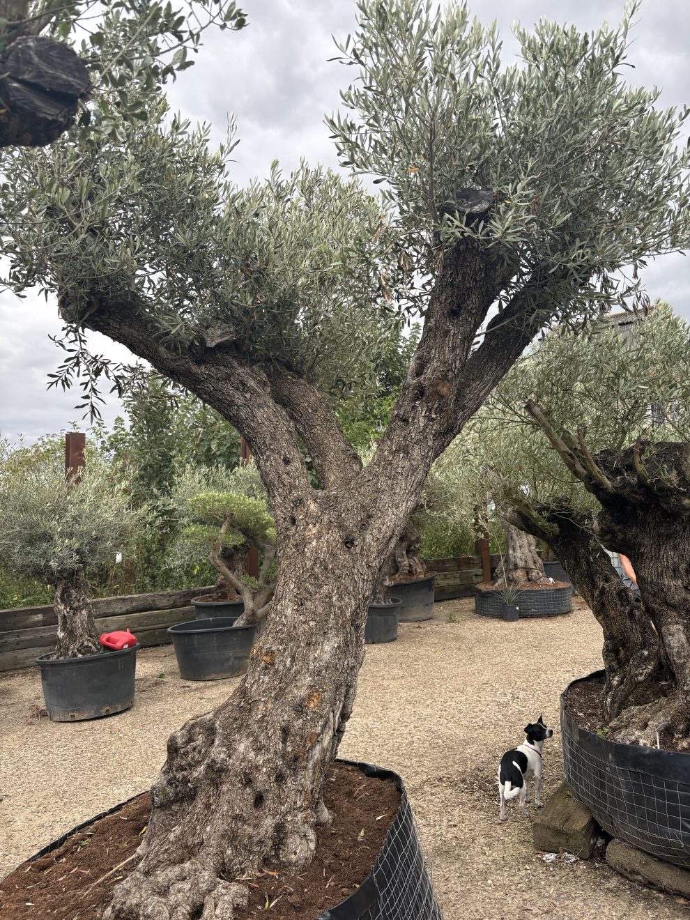 Tall ancient Olive tree - The Norfolk Olive Tree Company