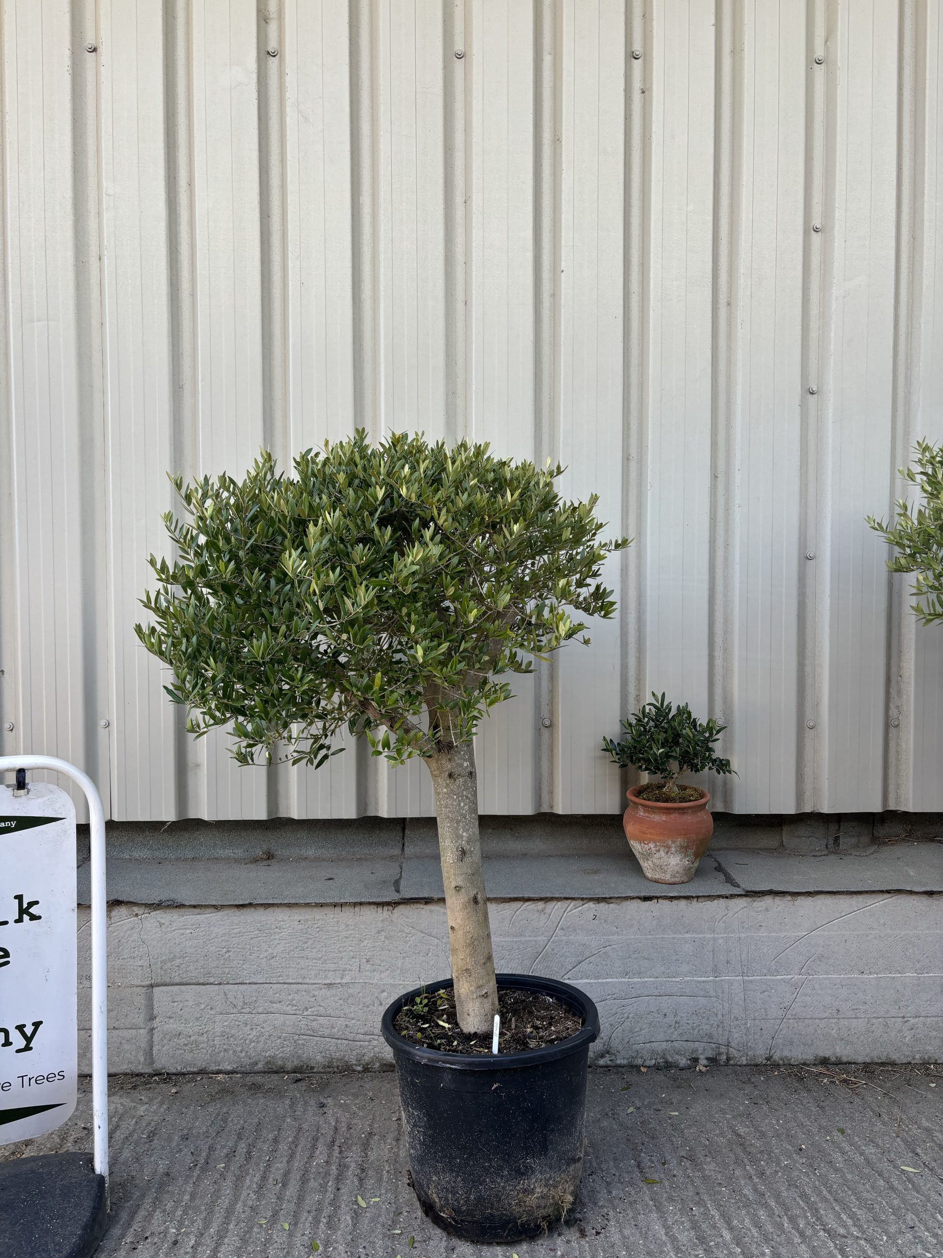 London Olive tree - The Norfolk Olive Tree Company