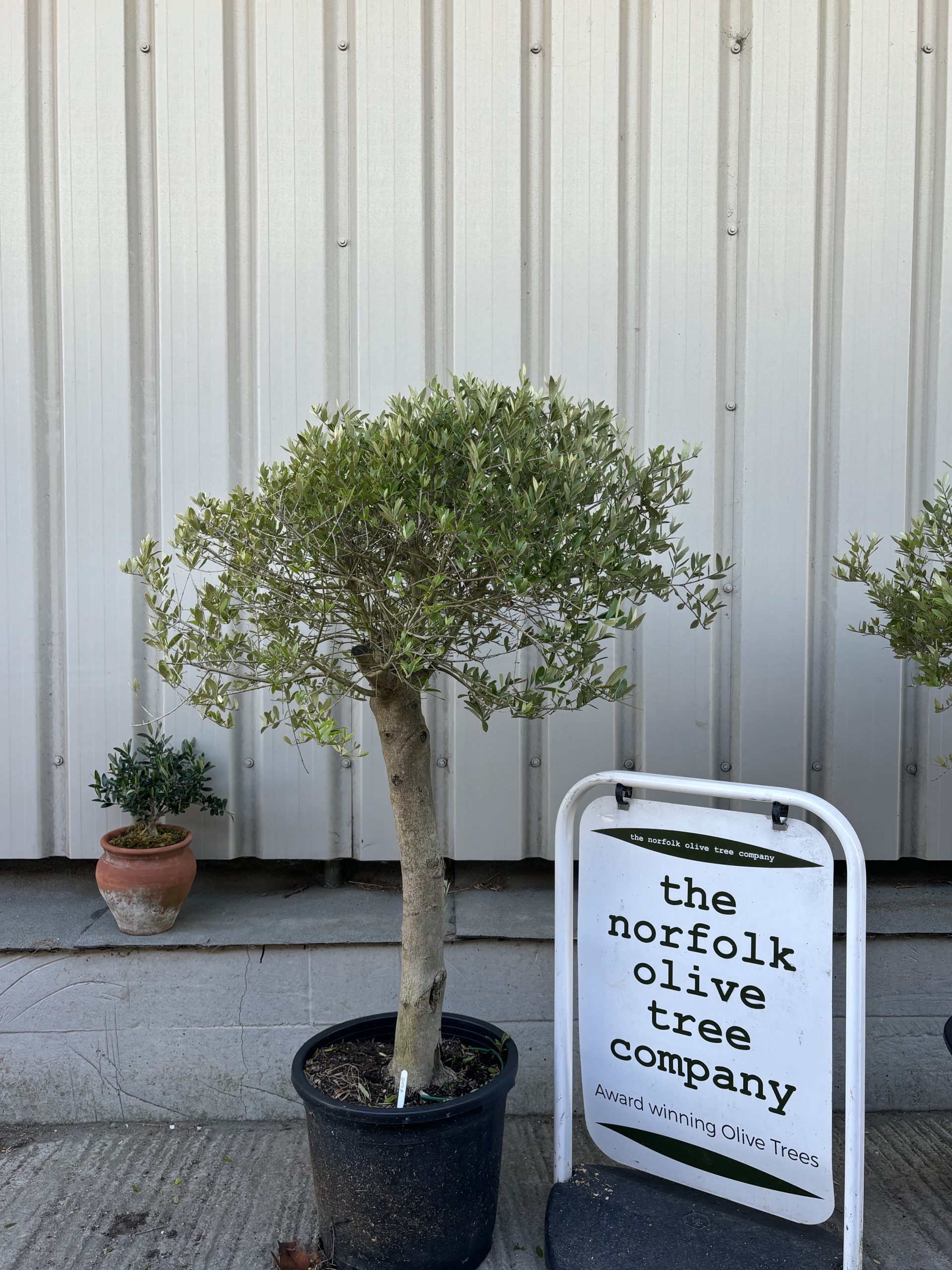Patio Olive tree - free delivery - The Norfolk Olive Tree Company