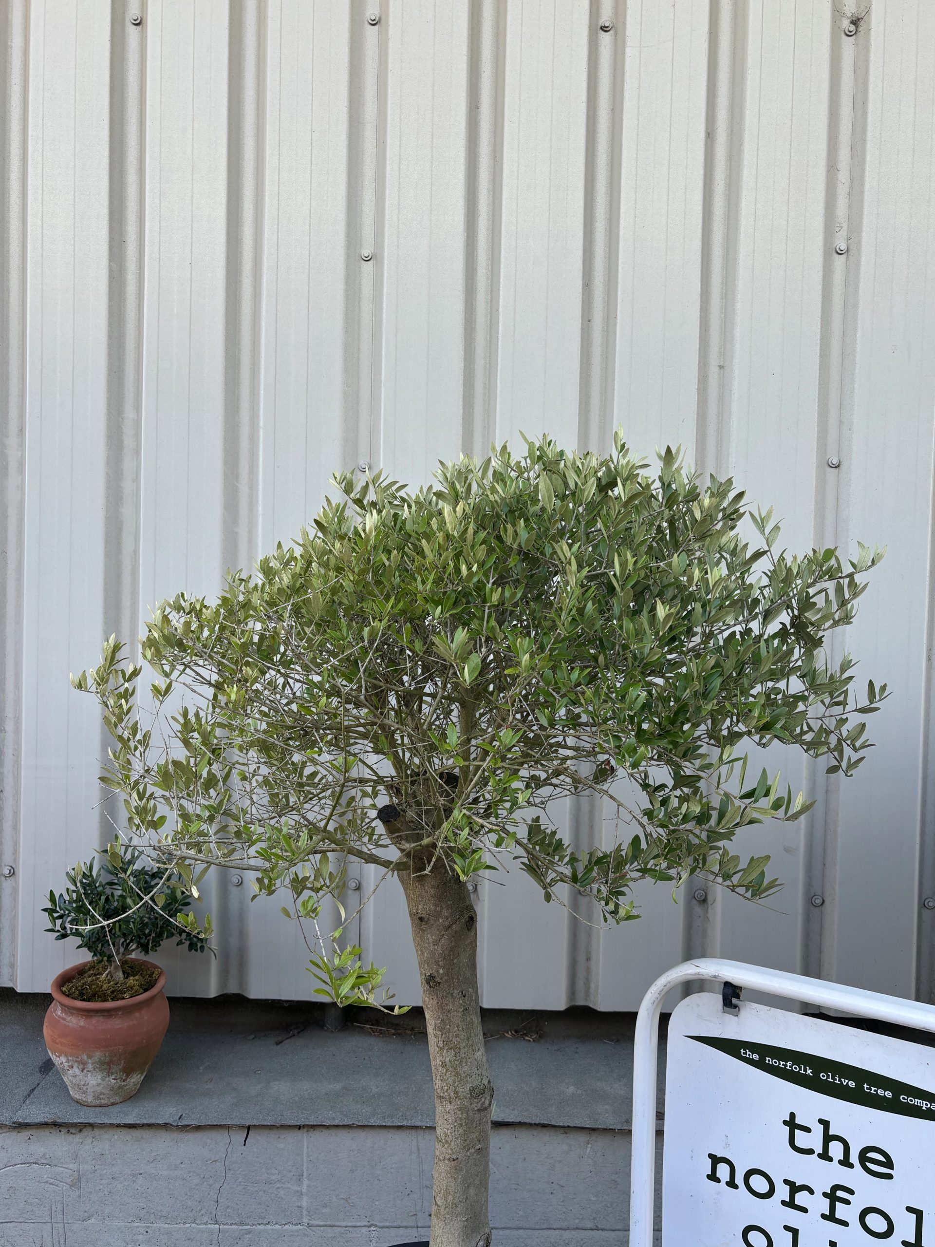 Patio Olive tree - free delivery - The Norfolk Olive Tree Company