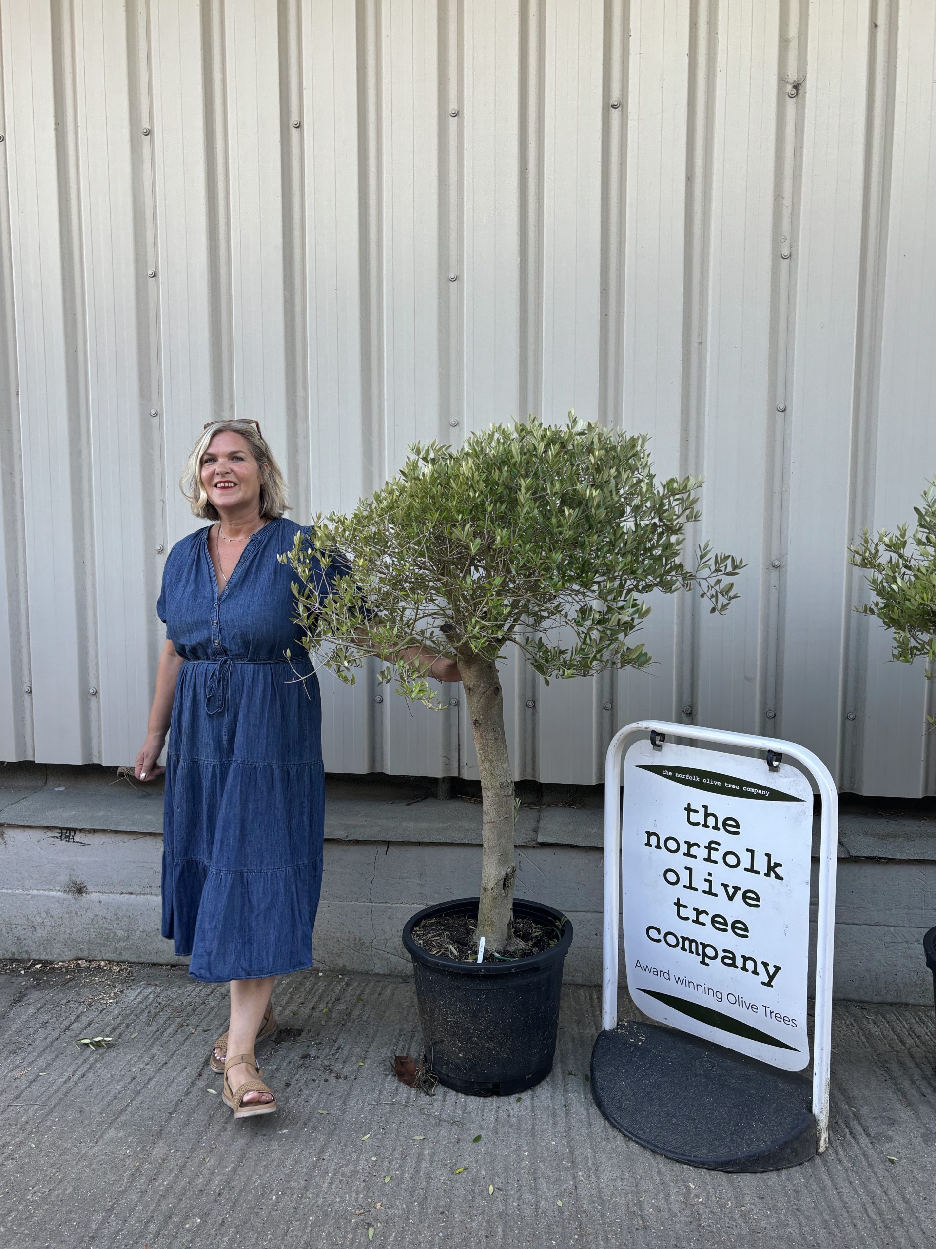 Patio Olive tree - free delivery - The Norfolk Olive Tree Company
