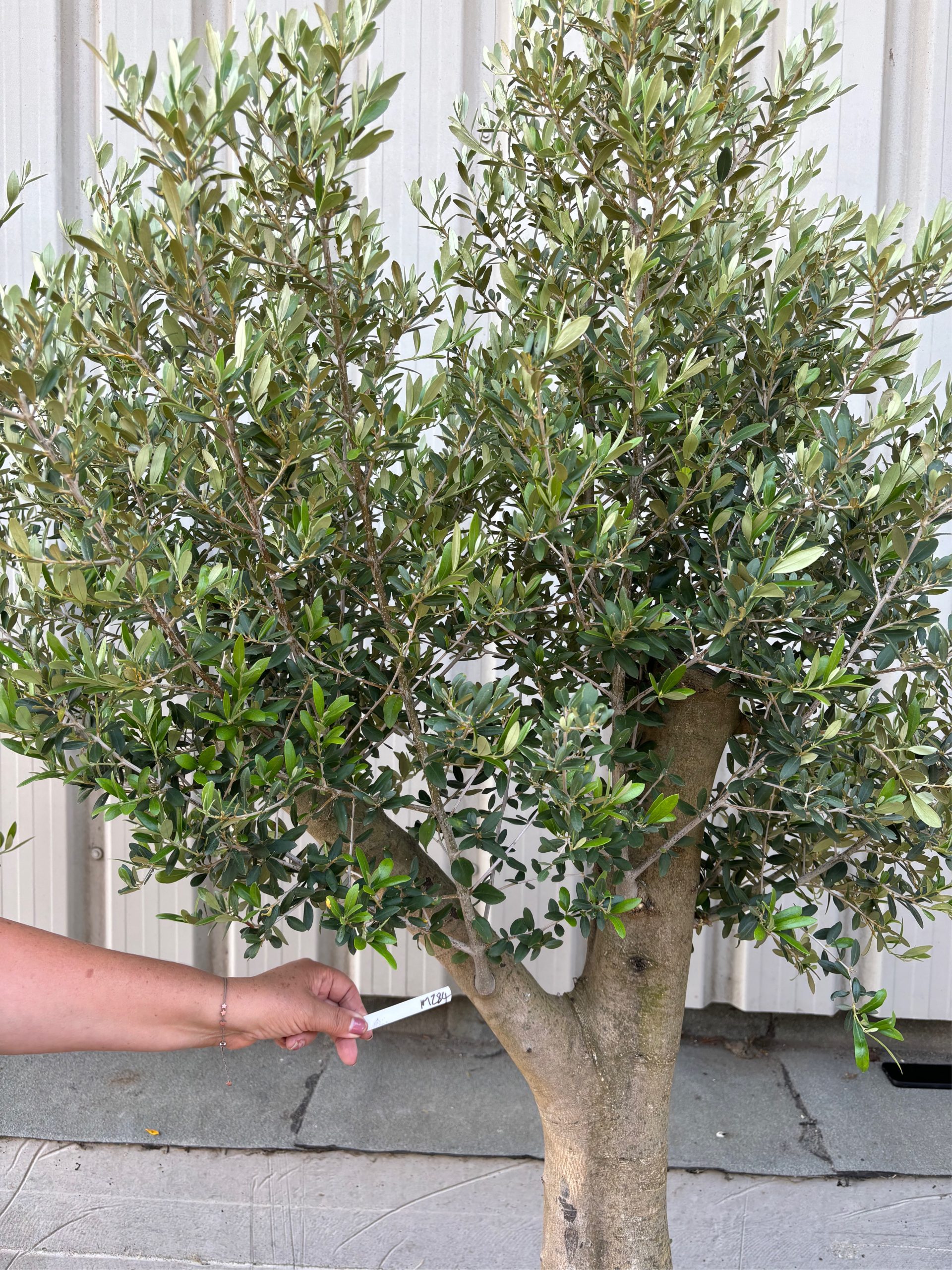 Vase shaped Olive tree - The Norfolk Olive Tree Company