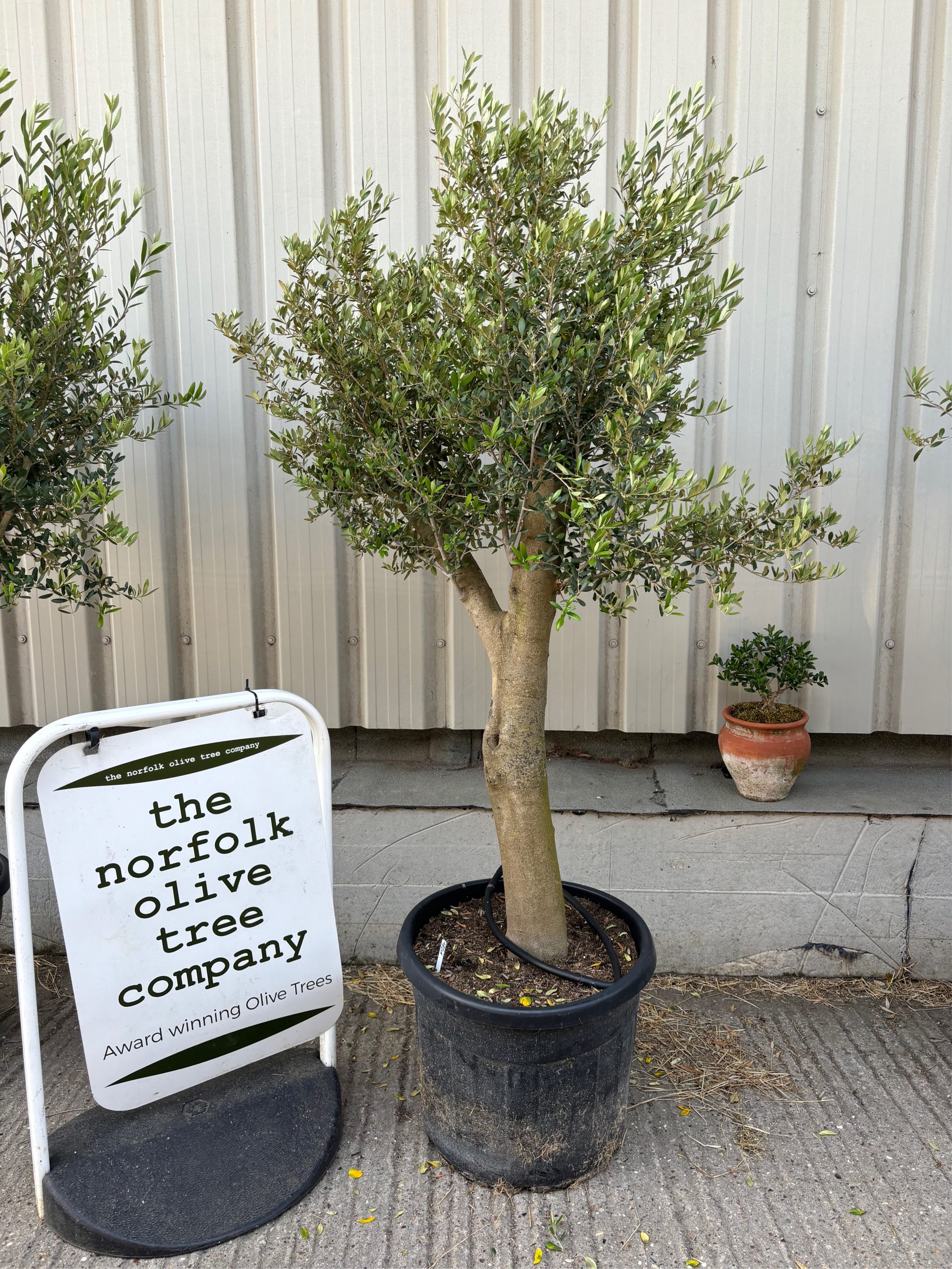 Vase shaped Olive tree - The Norfolk Olive Tree Company