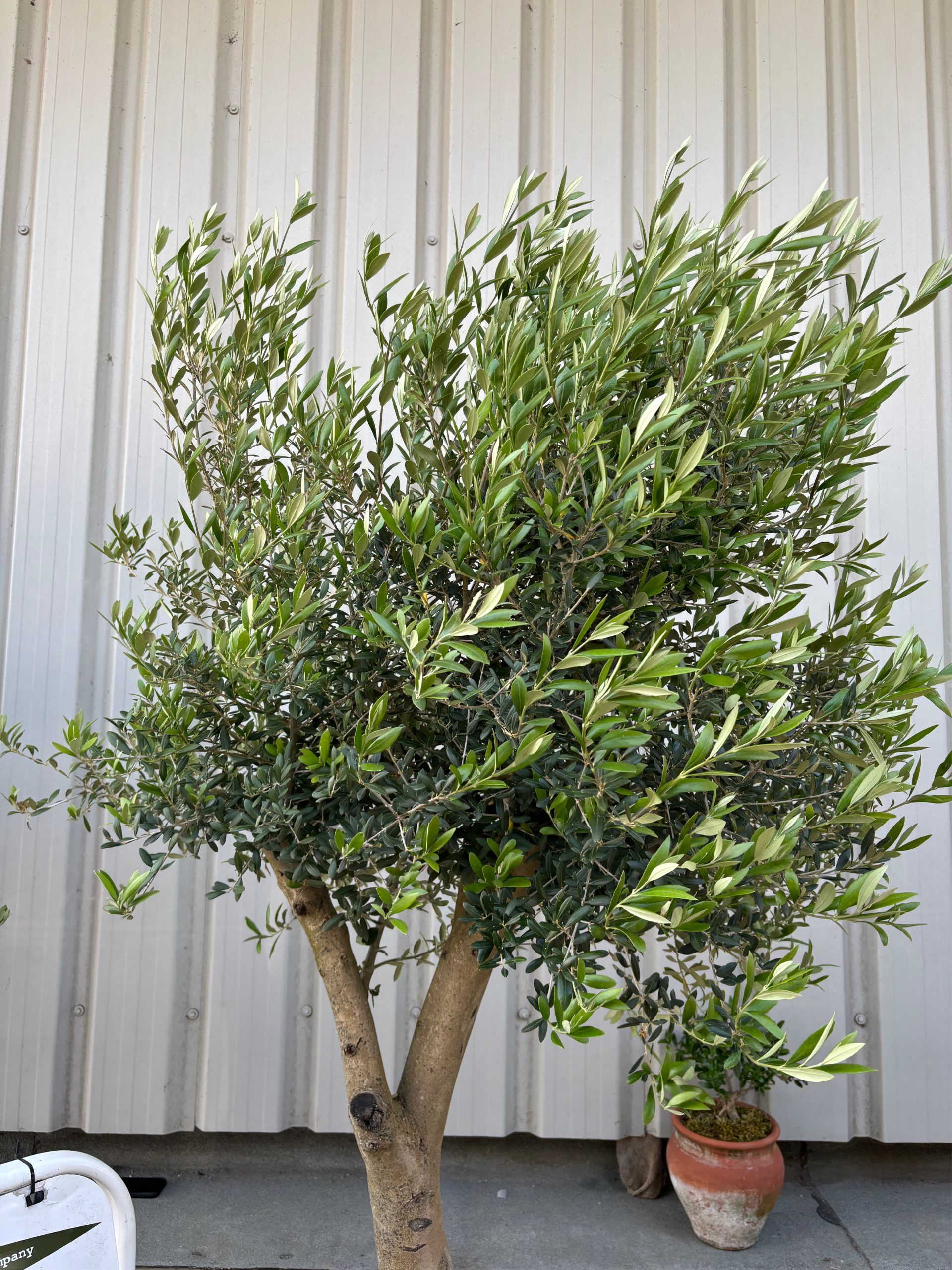 Vase shaped Olive tree - The Norfolk Olive Tree Company