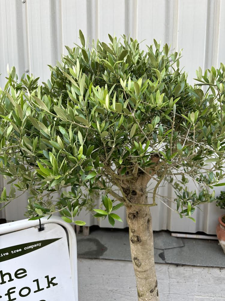 Patio Olive tree - free delivery - The Norfolk Olive Tree Company