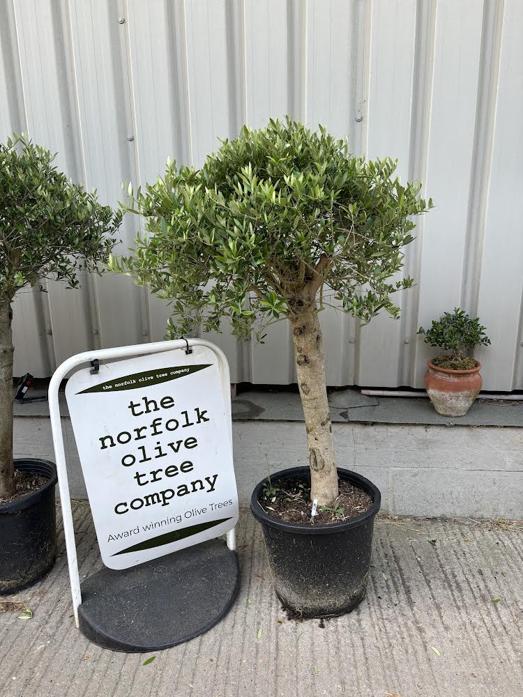 Patio Olive tree - free delivery - The Norfolk Olive Tree Company