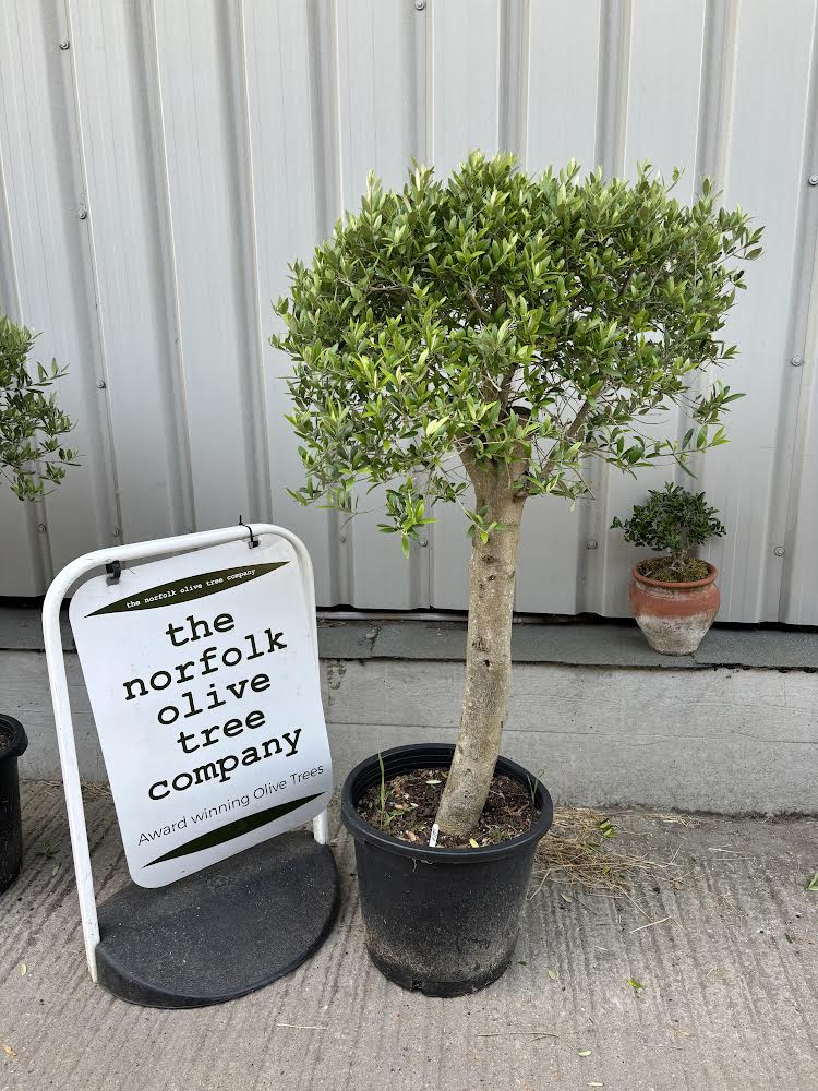 Patio Olive tree - free delivery - The Norfolk Olive Tree Company