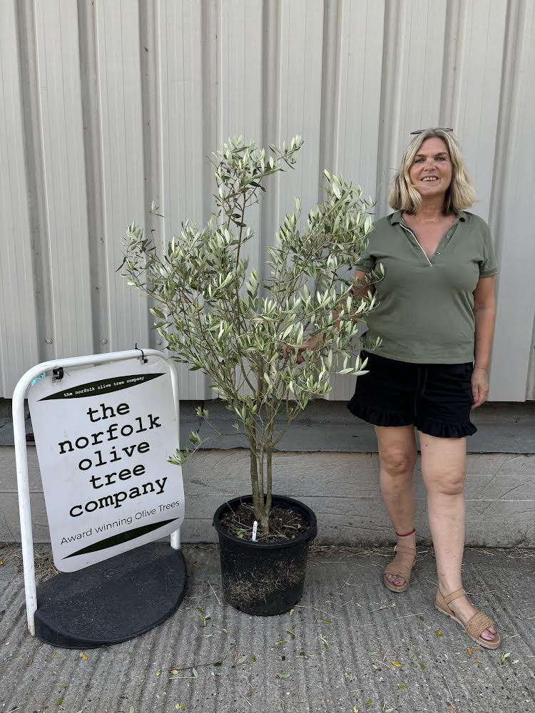 Bushy olive tree. Free delivery. - The Norfolk Olive Tree Company