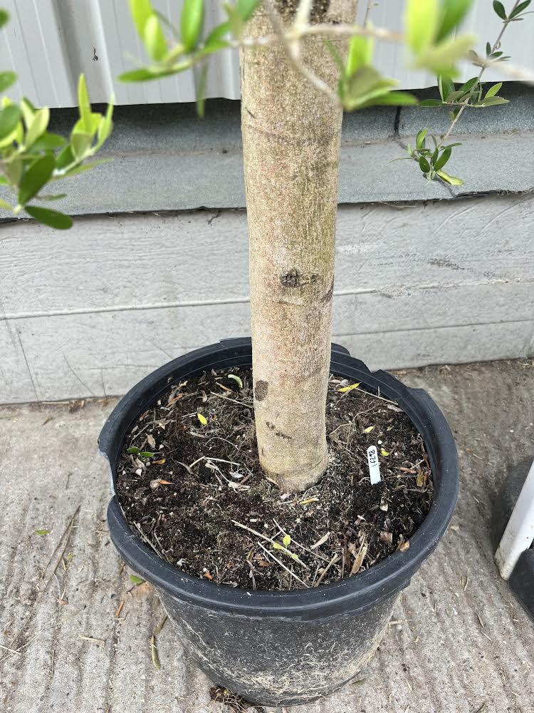 London Olive tree - The Norfolk Olive Tree Company