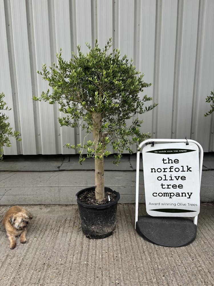 London Olive tree - The Norfolk Olive Tree Company
