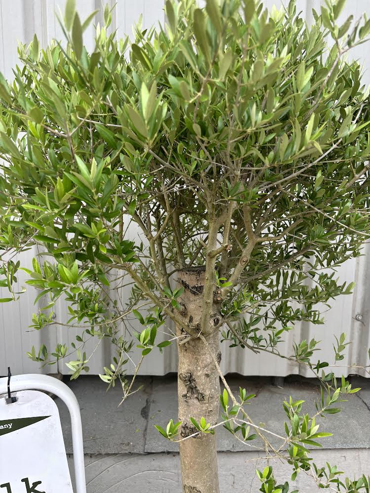 Courtyard Olive tree