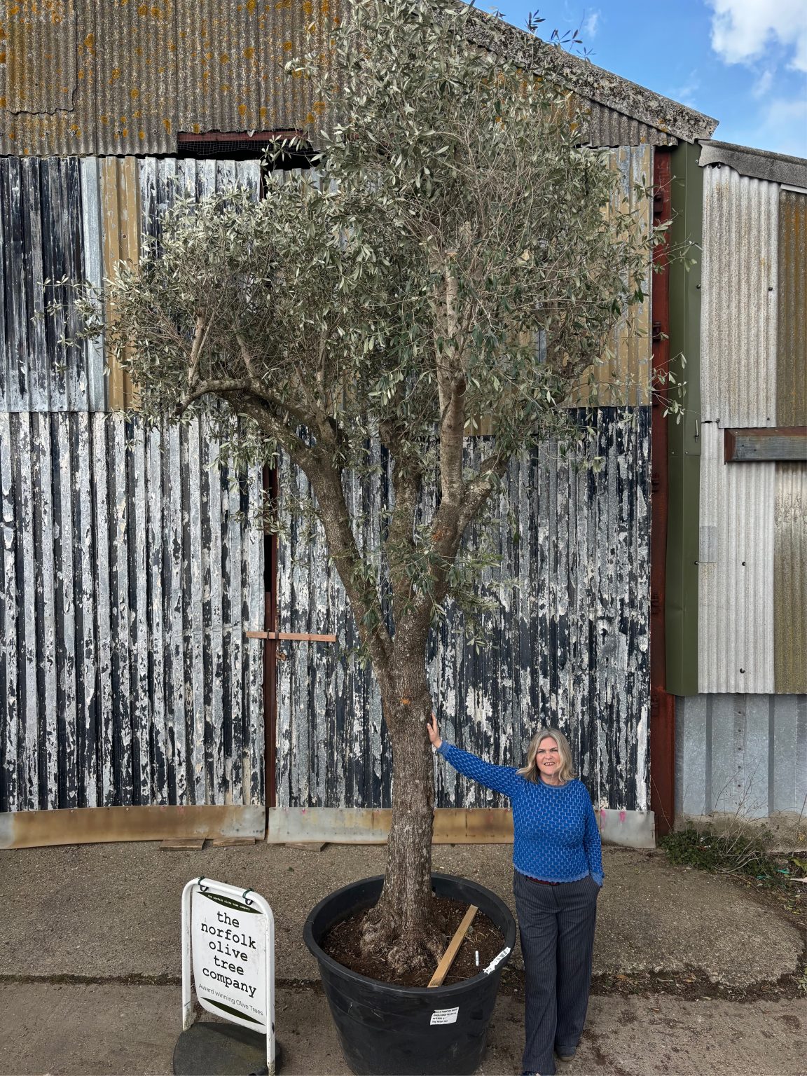 Tall ancient Olive tree - The Norfolk Olive Tree Company