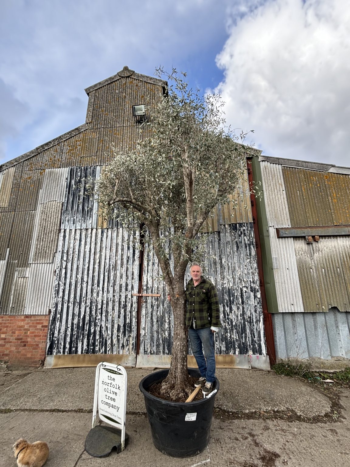 Tall ancient Olive tree - The Norfolk Olive Tree Company