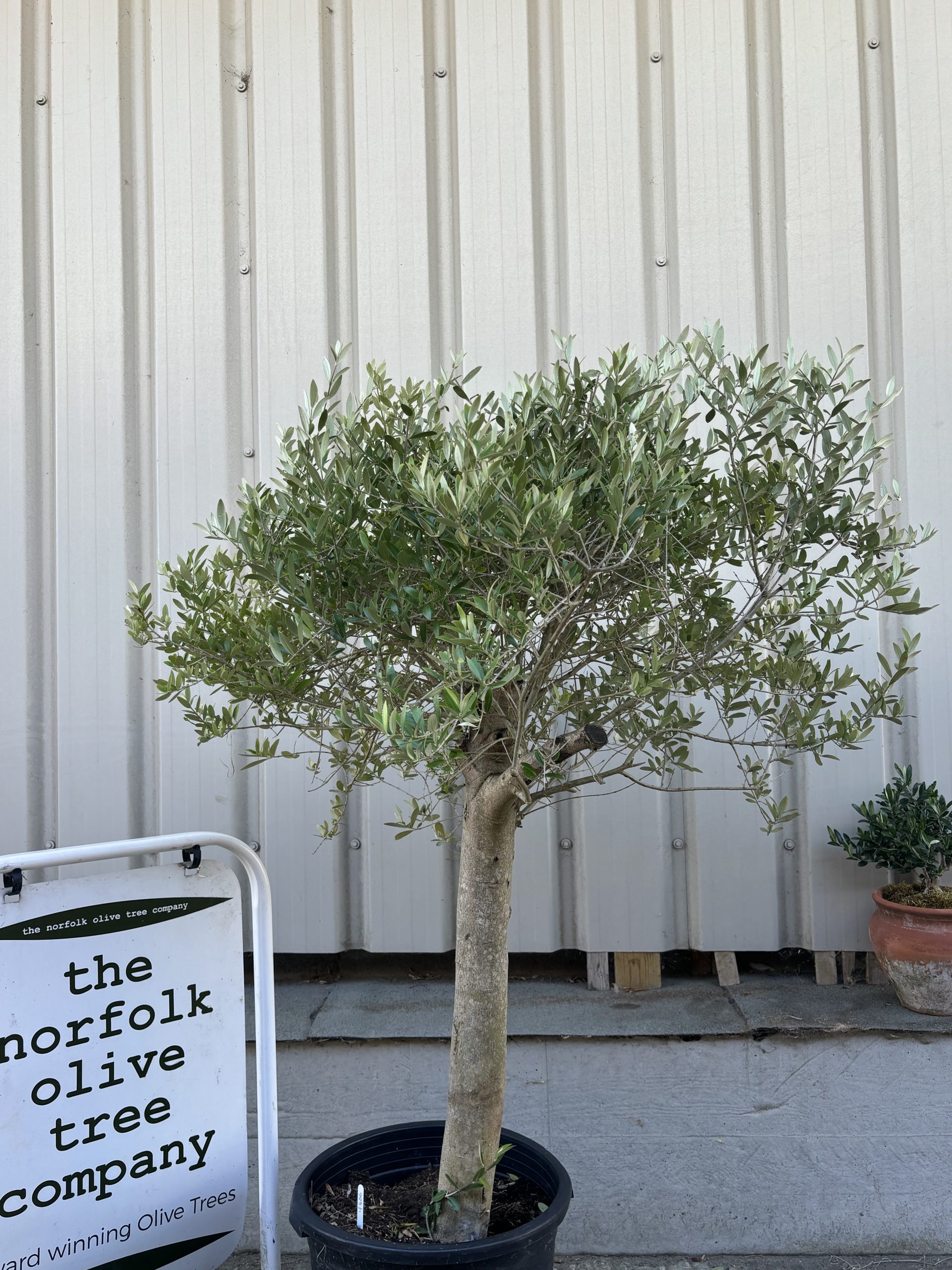 London Olive tree - The Norfolk Olive Tree Company