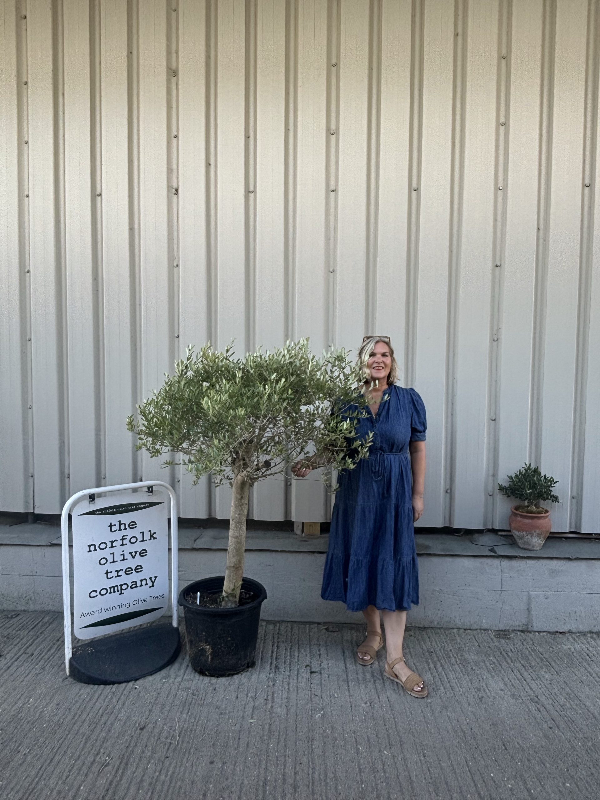 London Olive tree - The Norfolk Olive Tree Company