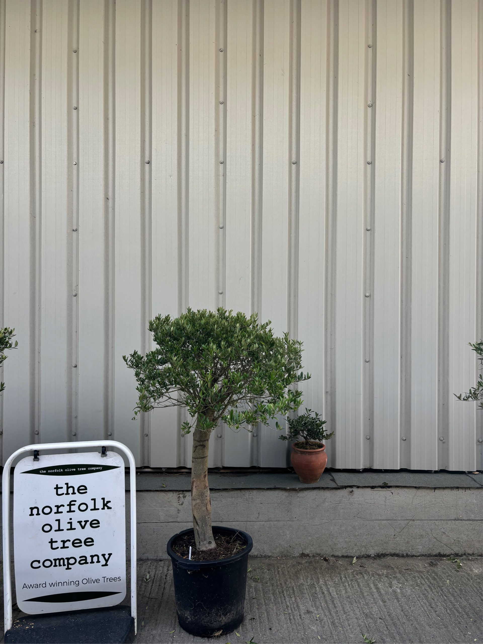 Patio Olive tree - free delivery - The Norfolk Olive Tree Company