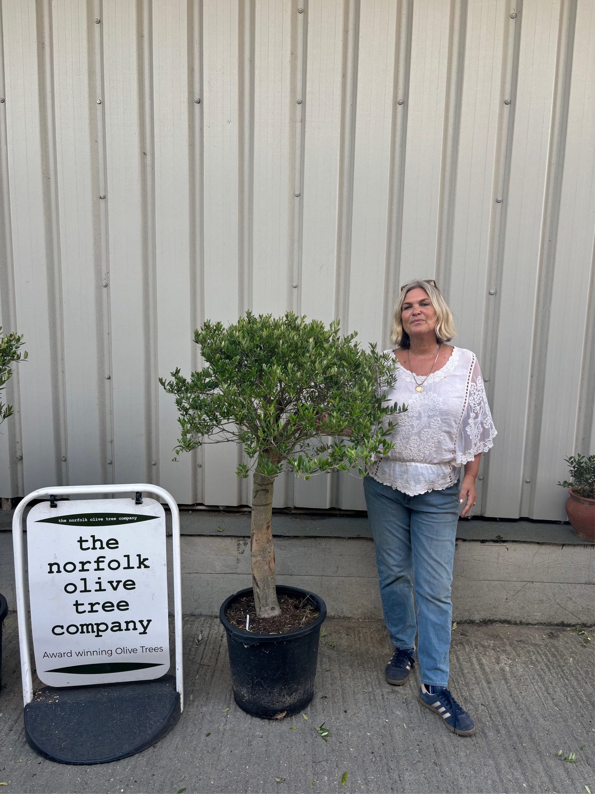 Patio Olive tree - free delivery - The Norfolk Olive Tree Company