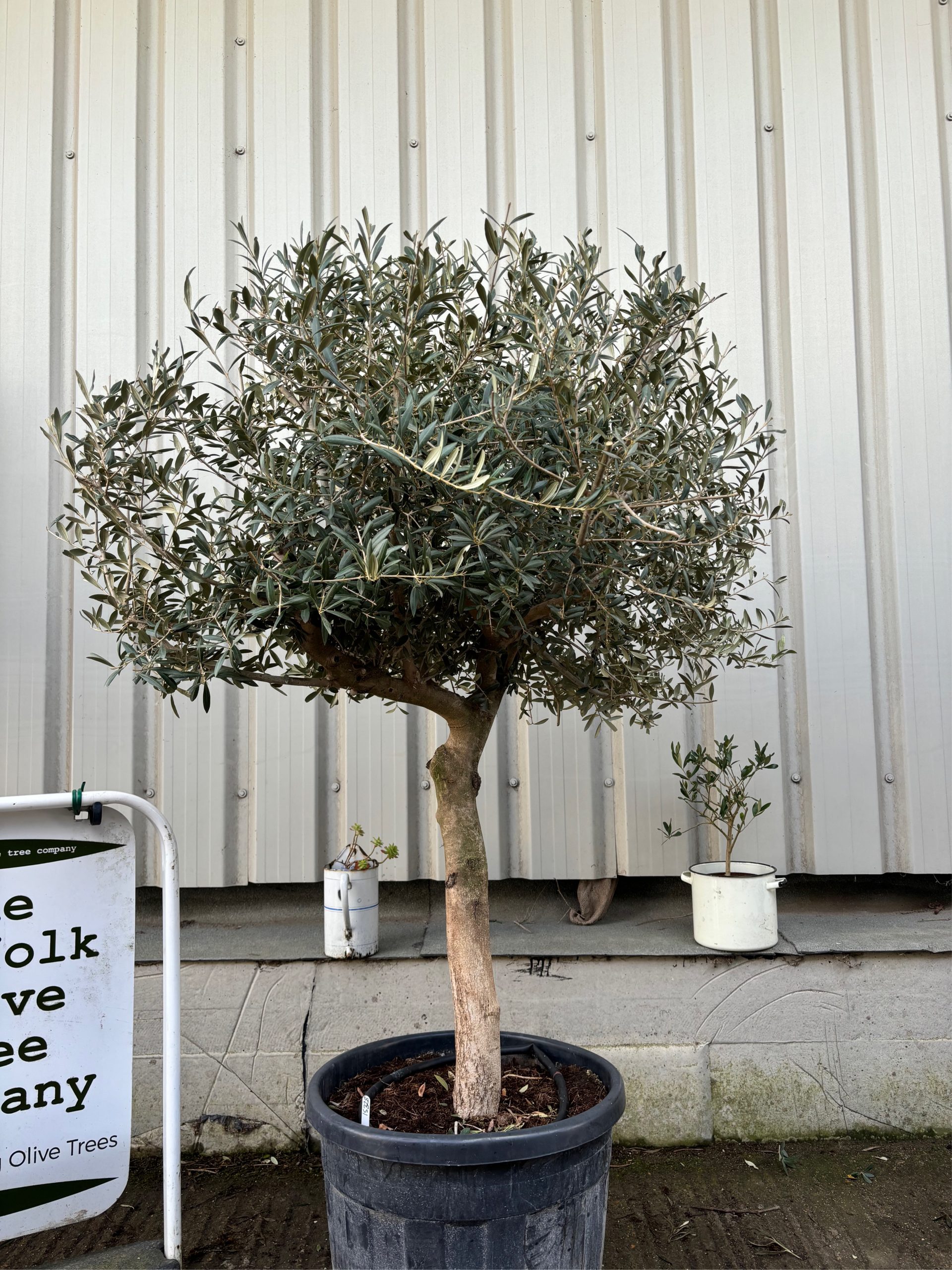 London Olive tree delivery included. - The Norfolk Olive Tree Company