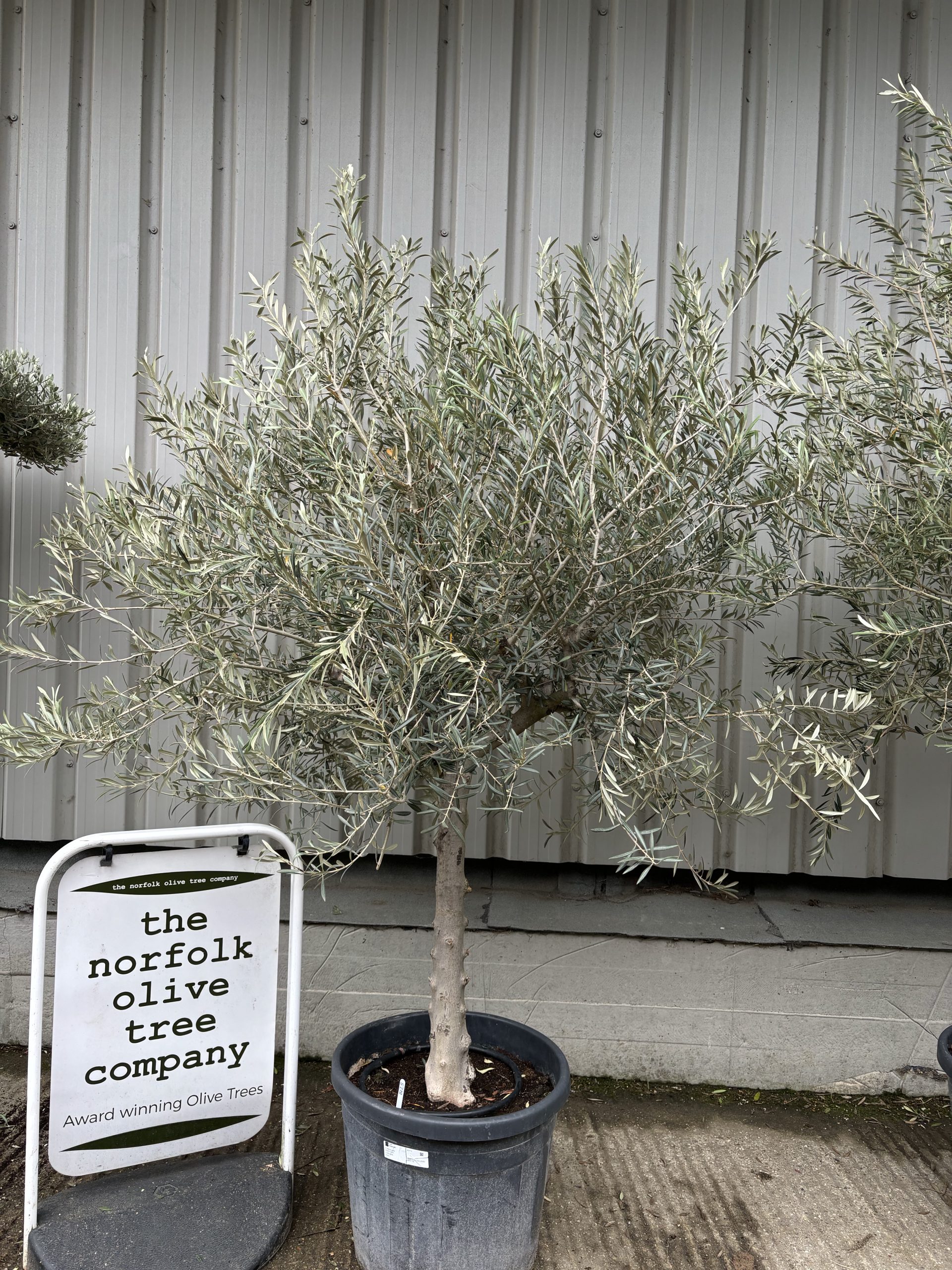 Bushy olive tree. Free delivery. - The Norfolk Olive Tree Company